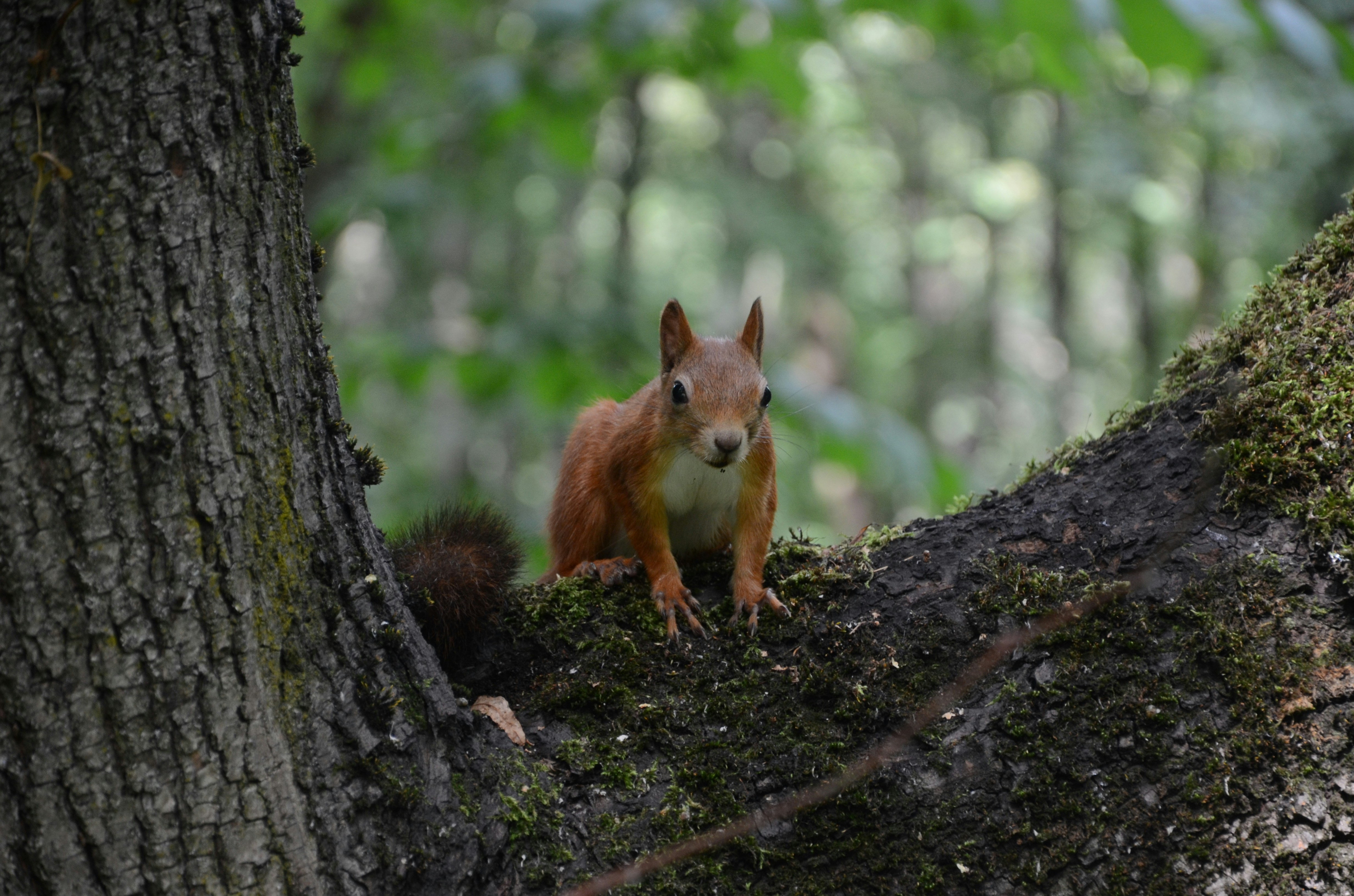 a squirrel is sitting on a tree branch