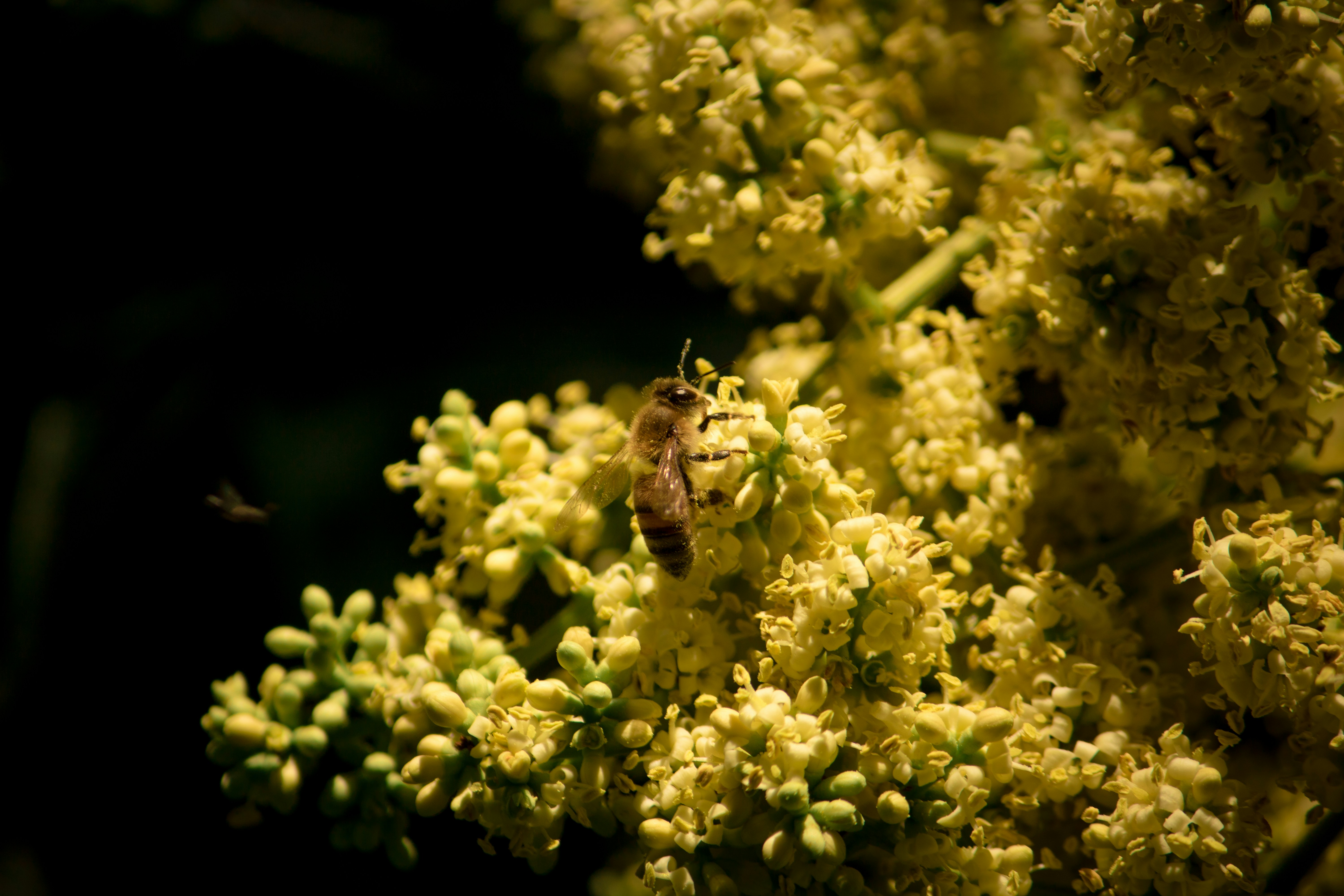 a close up of a bunch of yellow flowers