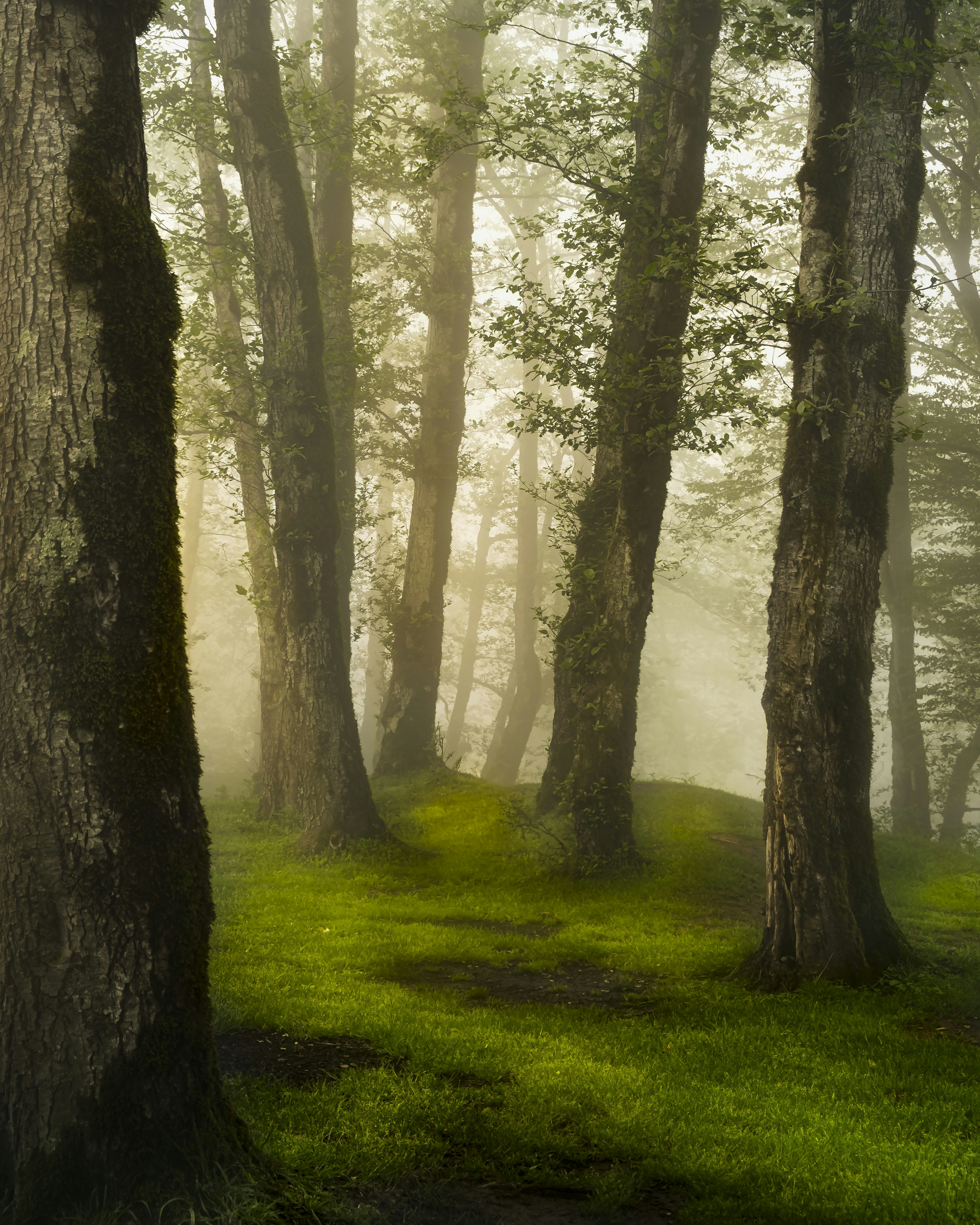 Misty forest with tall trees surrounded by lush green grass, creating a serene and mystical atmosphere.