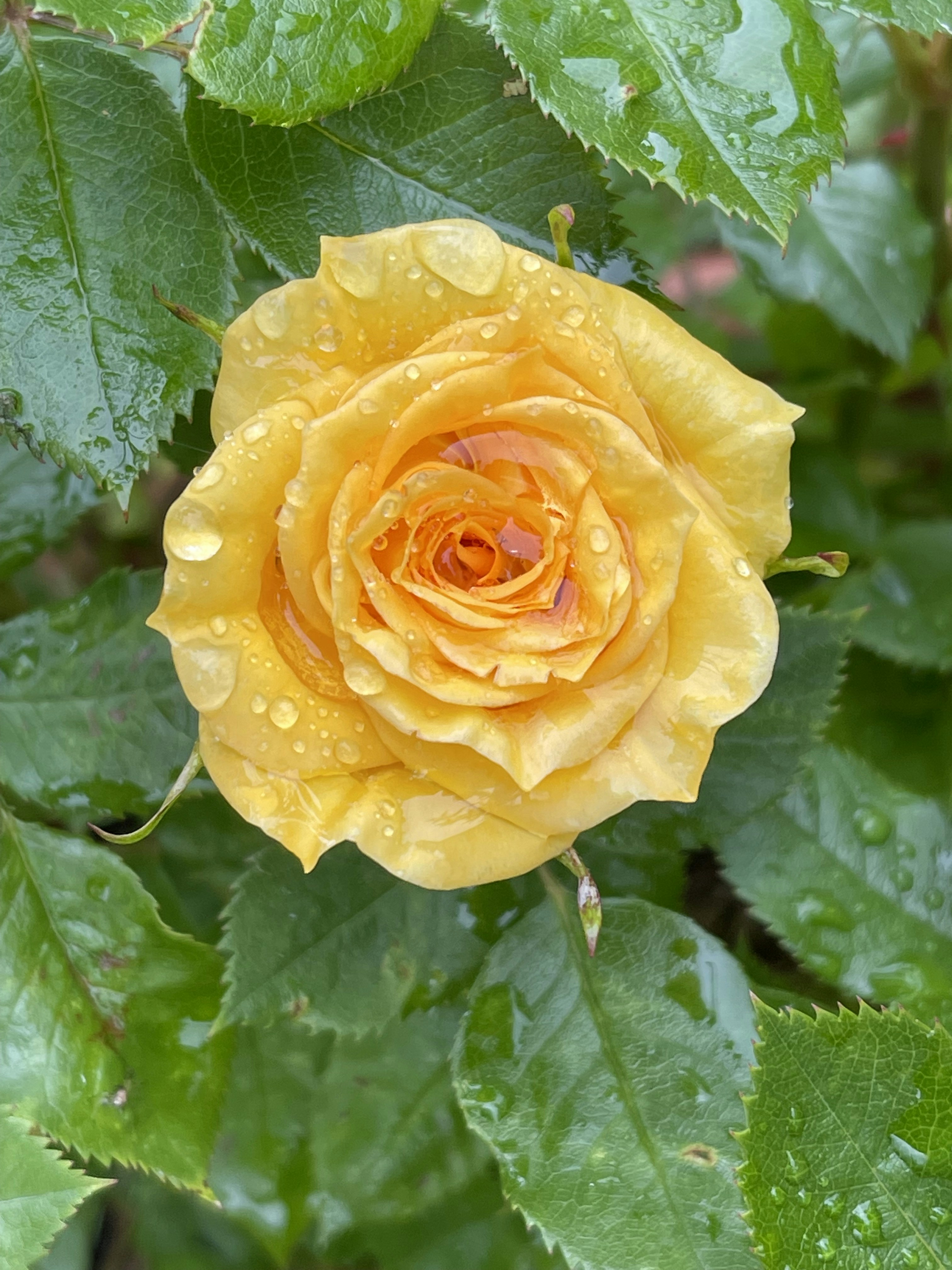 Yellow Roses With Water Drops
