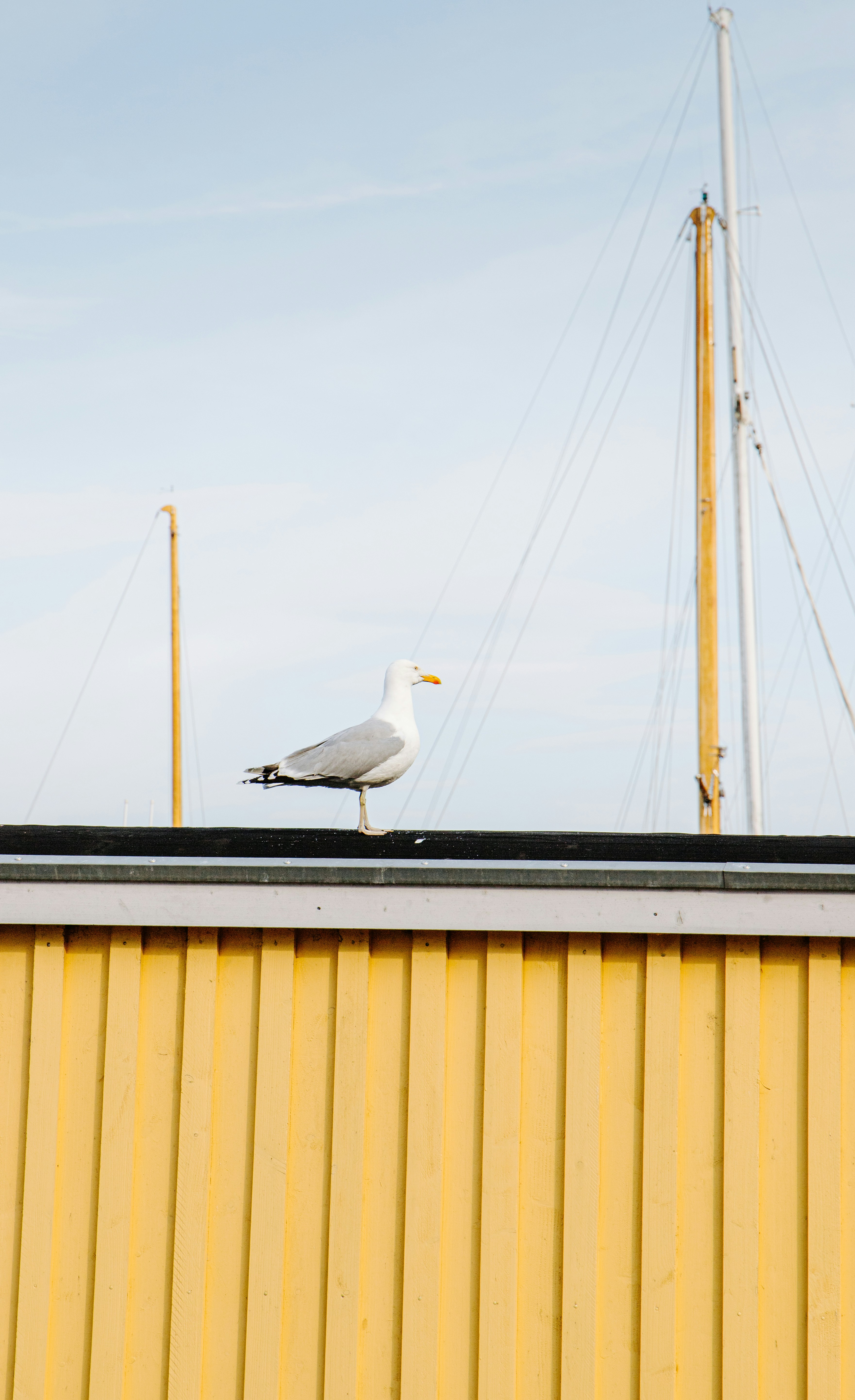 A seagull sitting on top of a yellow building photo – Free Seagull ...