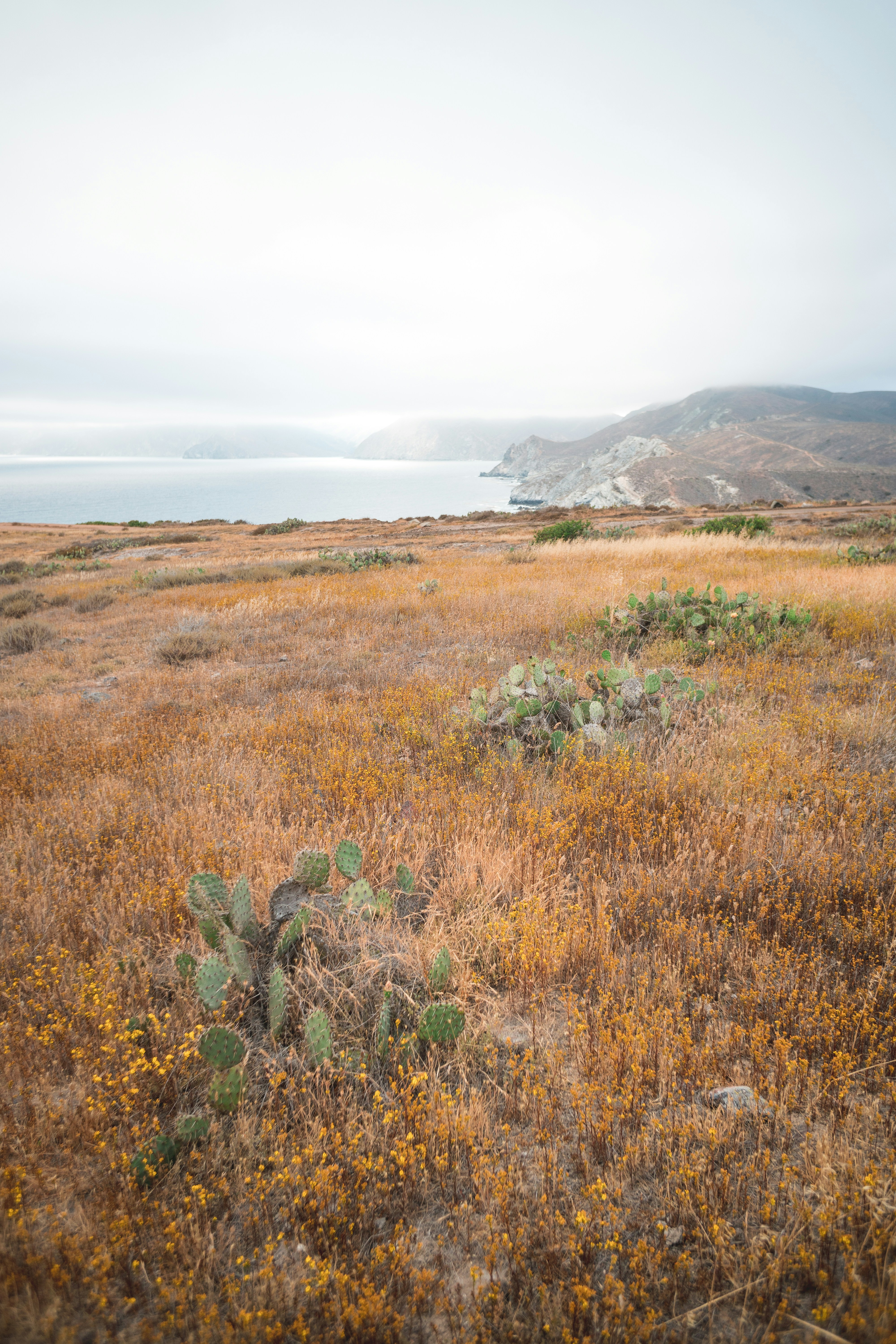 a field with a cactus and a body of water in the distance