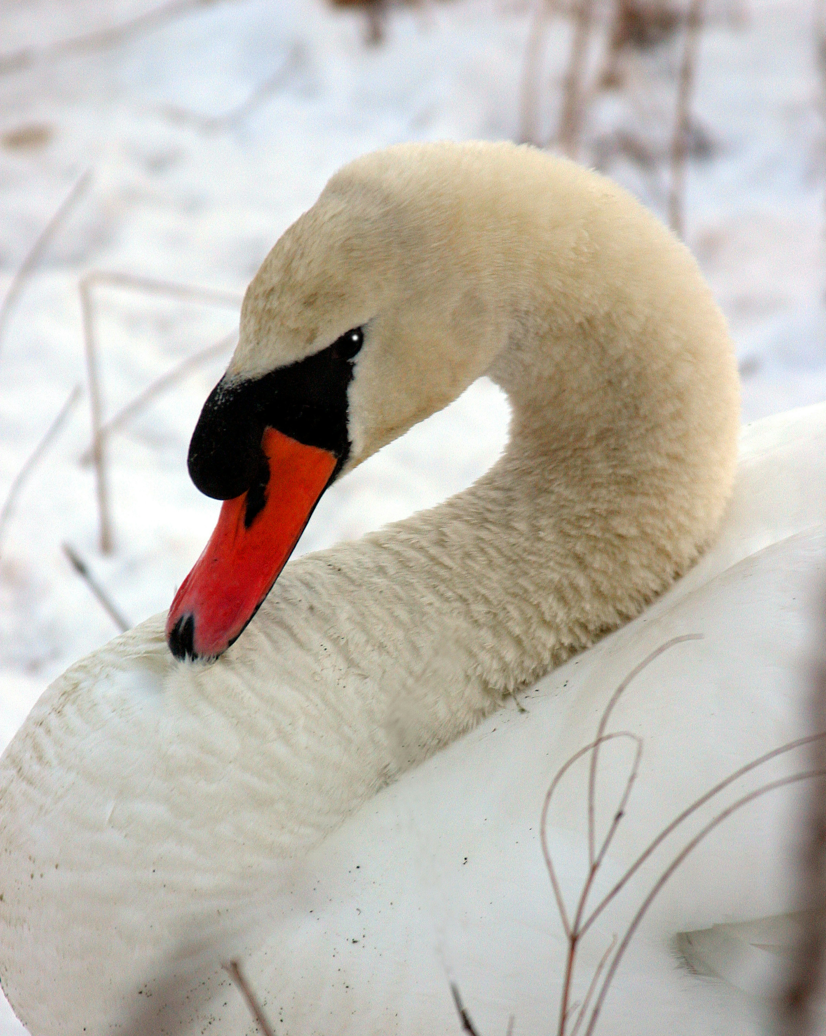 Elegance in Stillness: The Swan's Poise