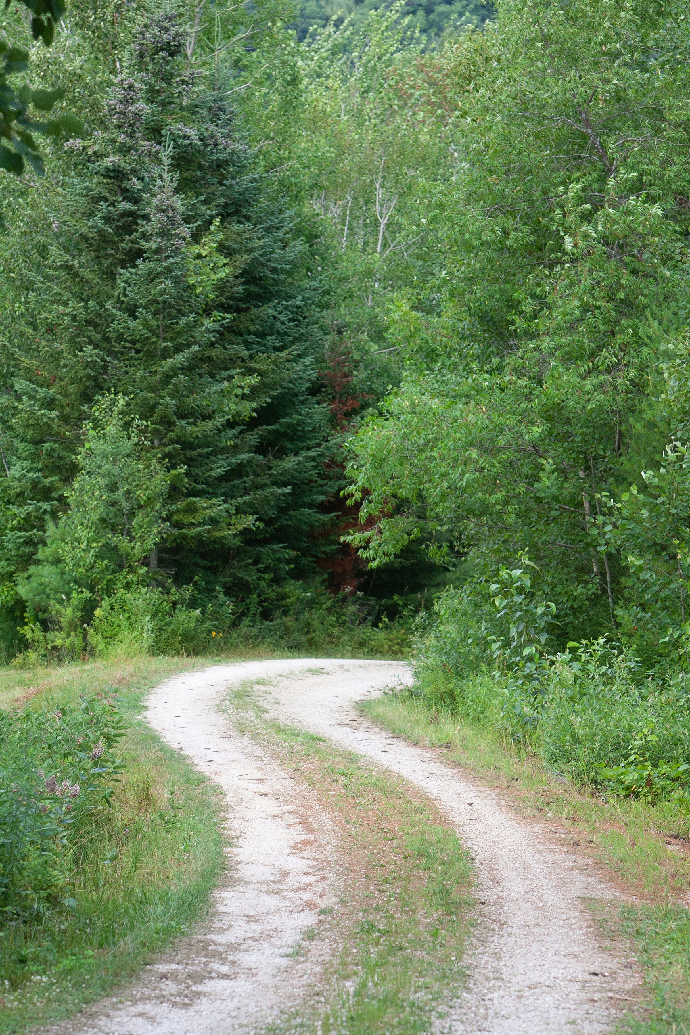 a dirt road in the middle of a forest