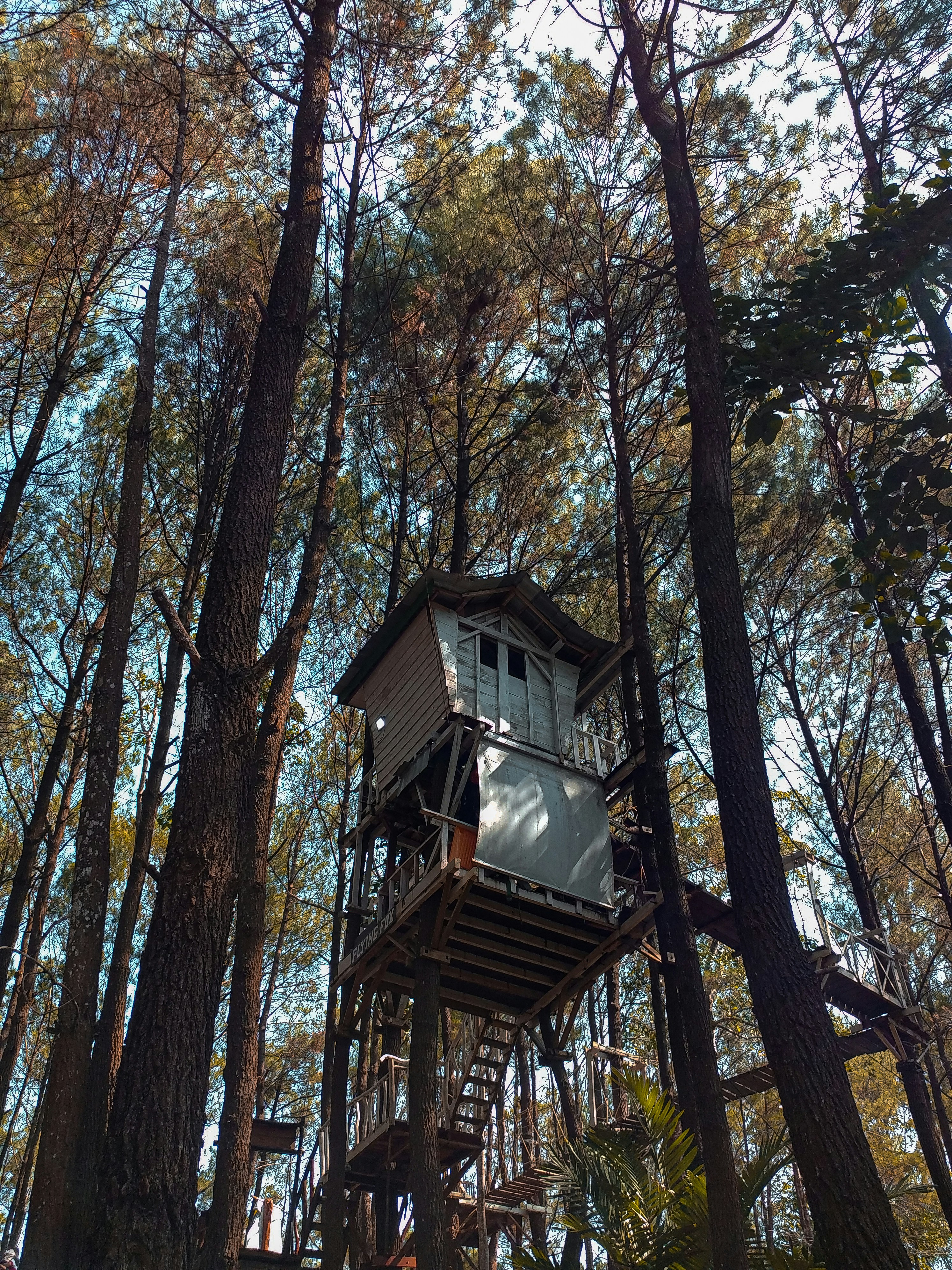 Treehouse Lookout: A Timber Haven Rising Among Pines