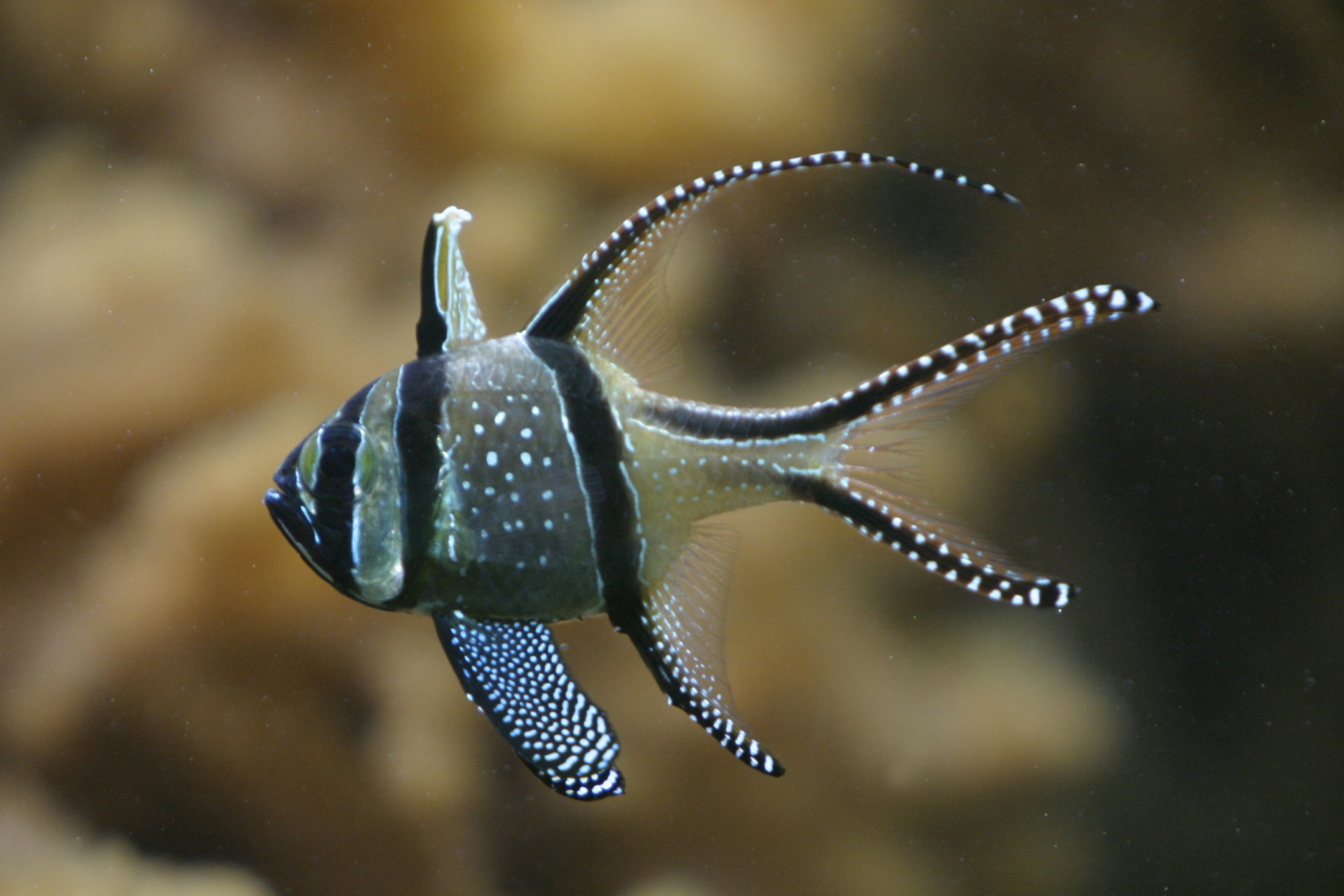 Un poisson qui nage dans l’eau photo – Photo Aquarium Mystic Gratuite ...