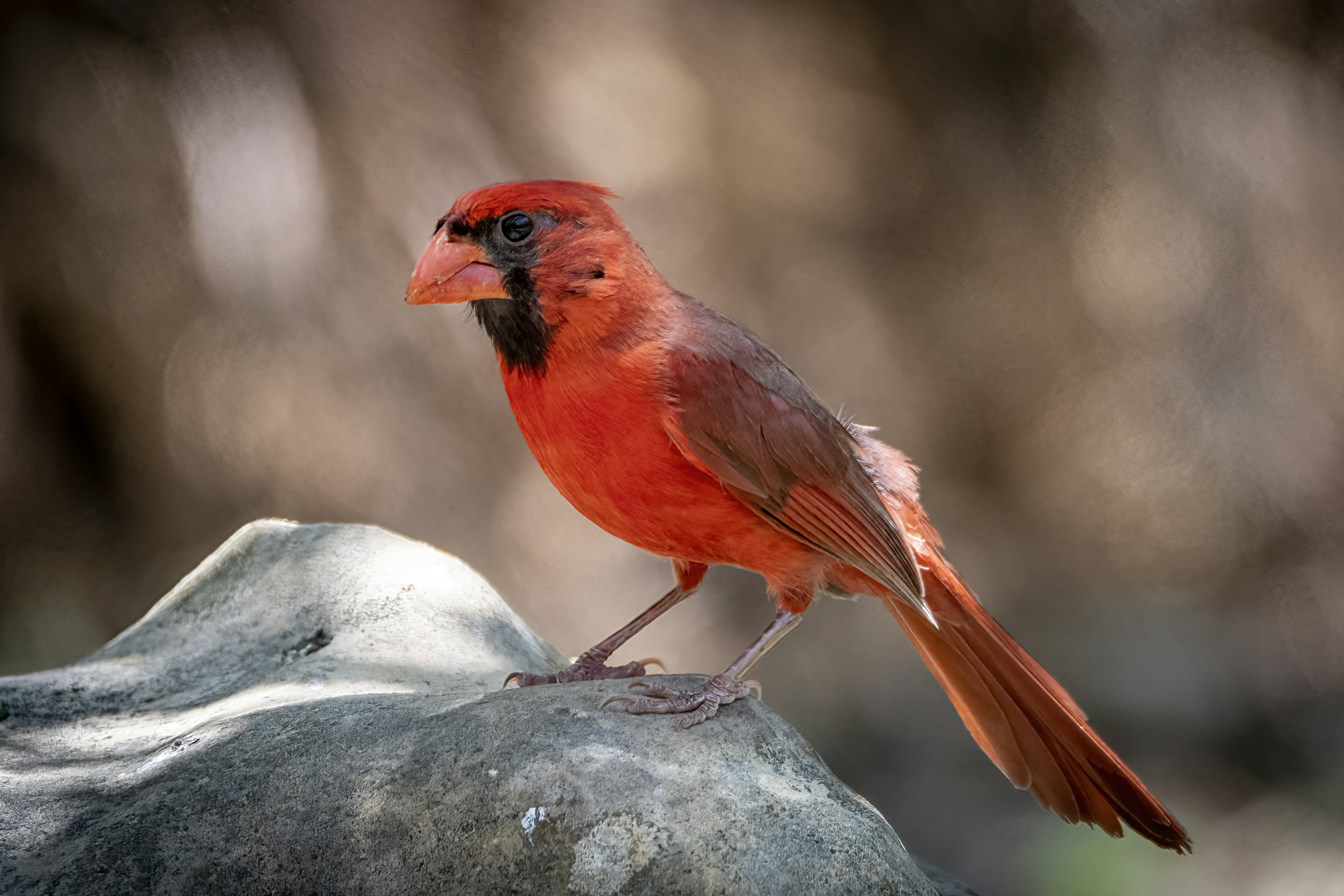 Vibrant red cardinal perched on a smooth stone, showcasing its striking plumage against a blurred background. 
