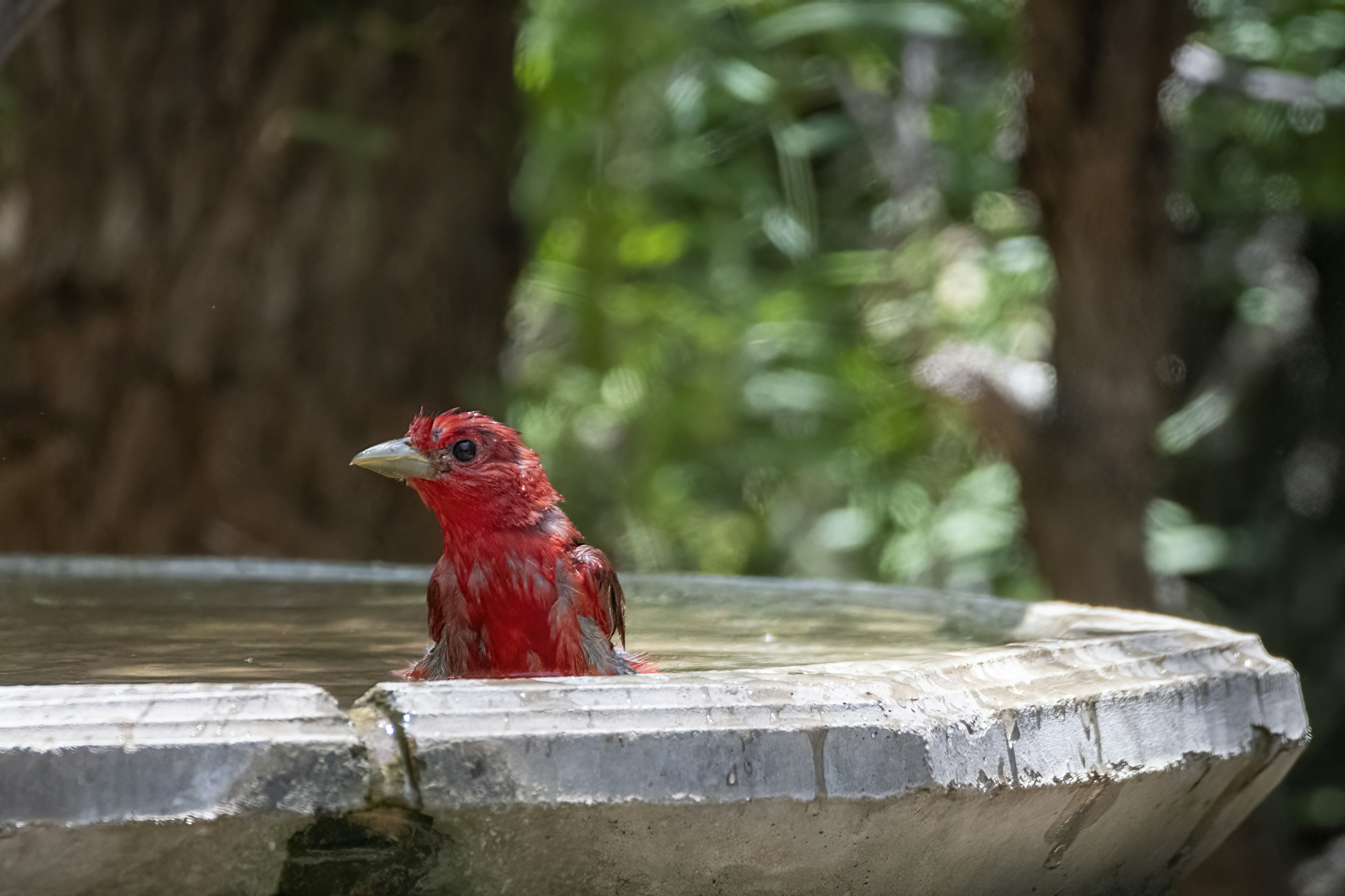 Crimson Cardinal Peeks Over a Weathered Birdbath Rim