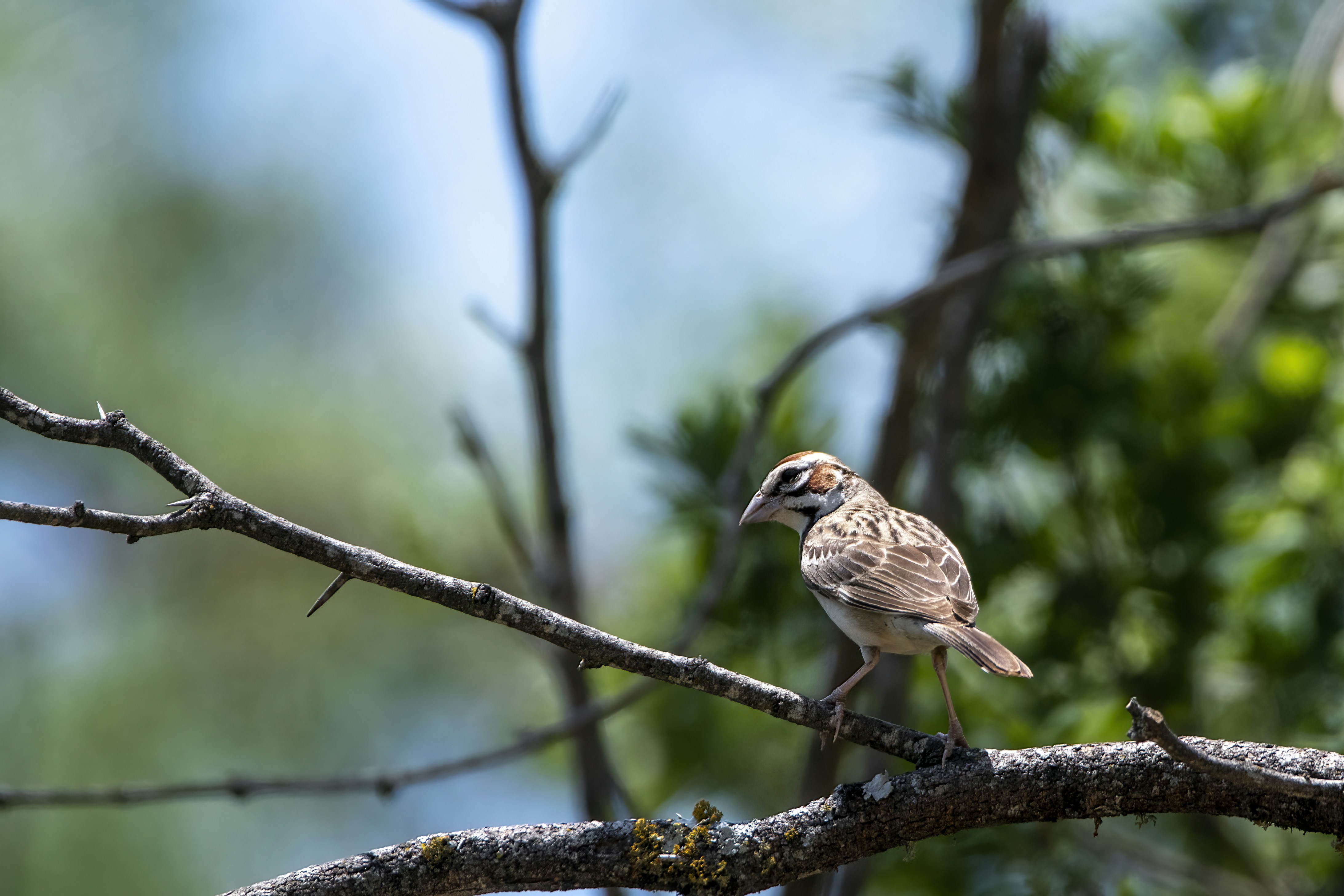 Free Bird Image on Unsplash