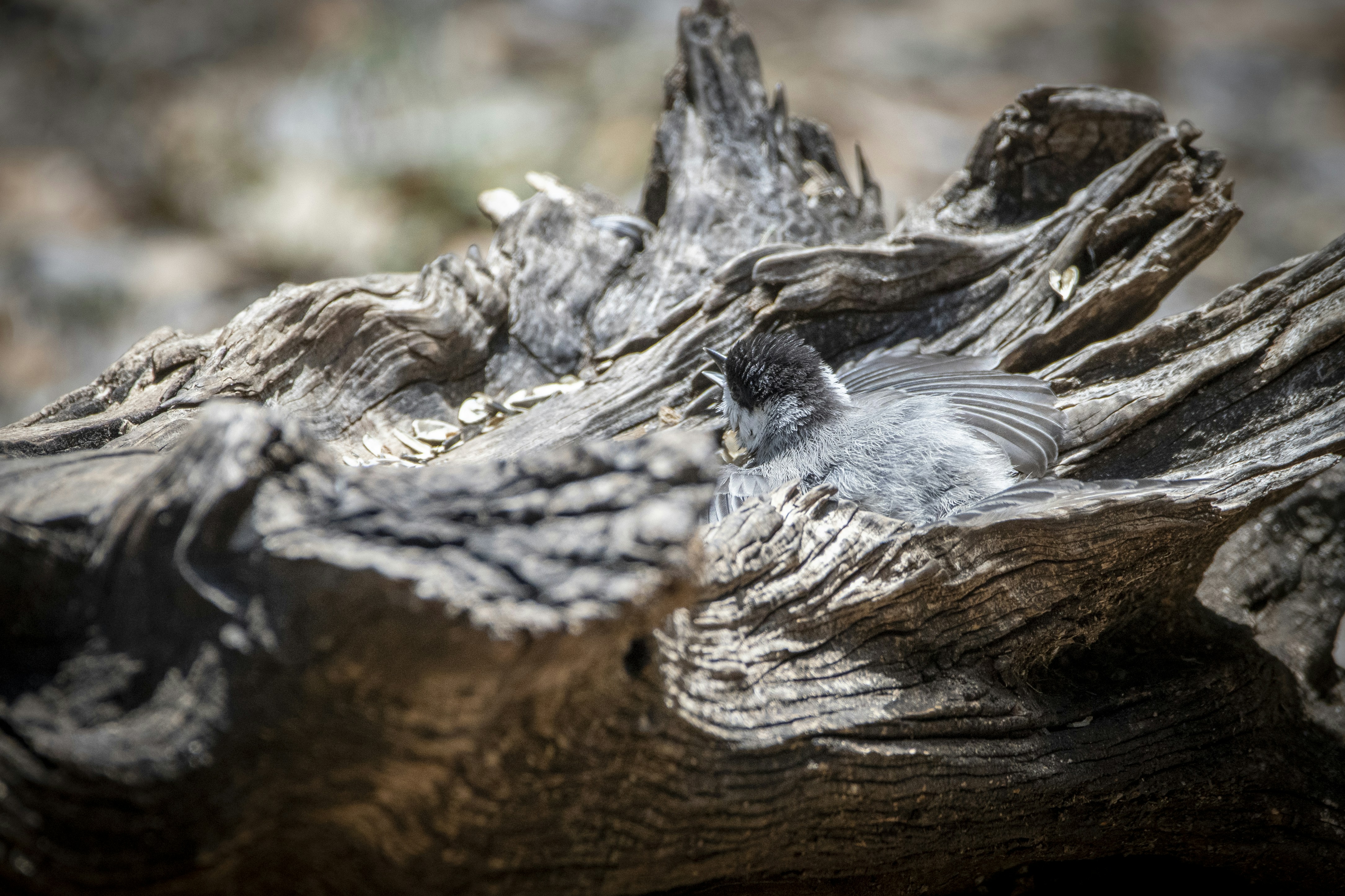 a small bird sitting on top of a piece of wood