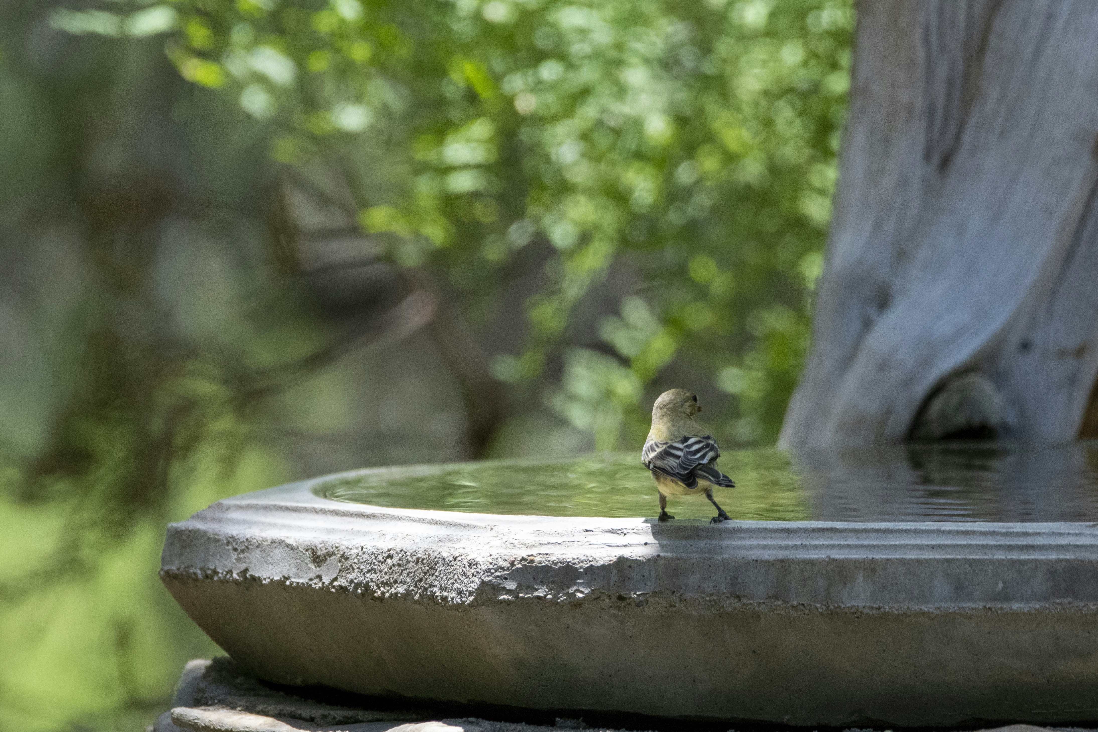 Goldfinch?