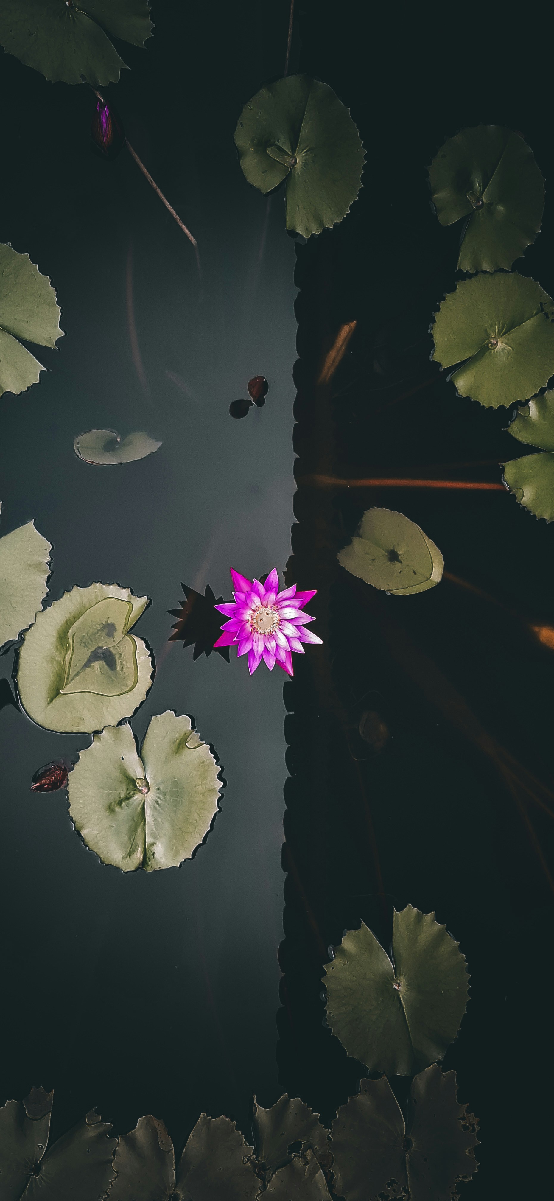 Magenta Water Lily Emerges in a Shadowed Pond