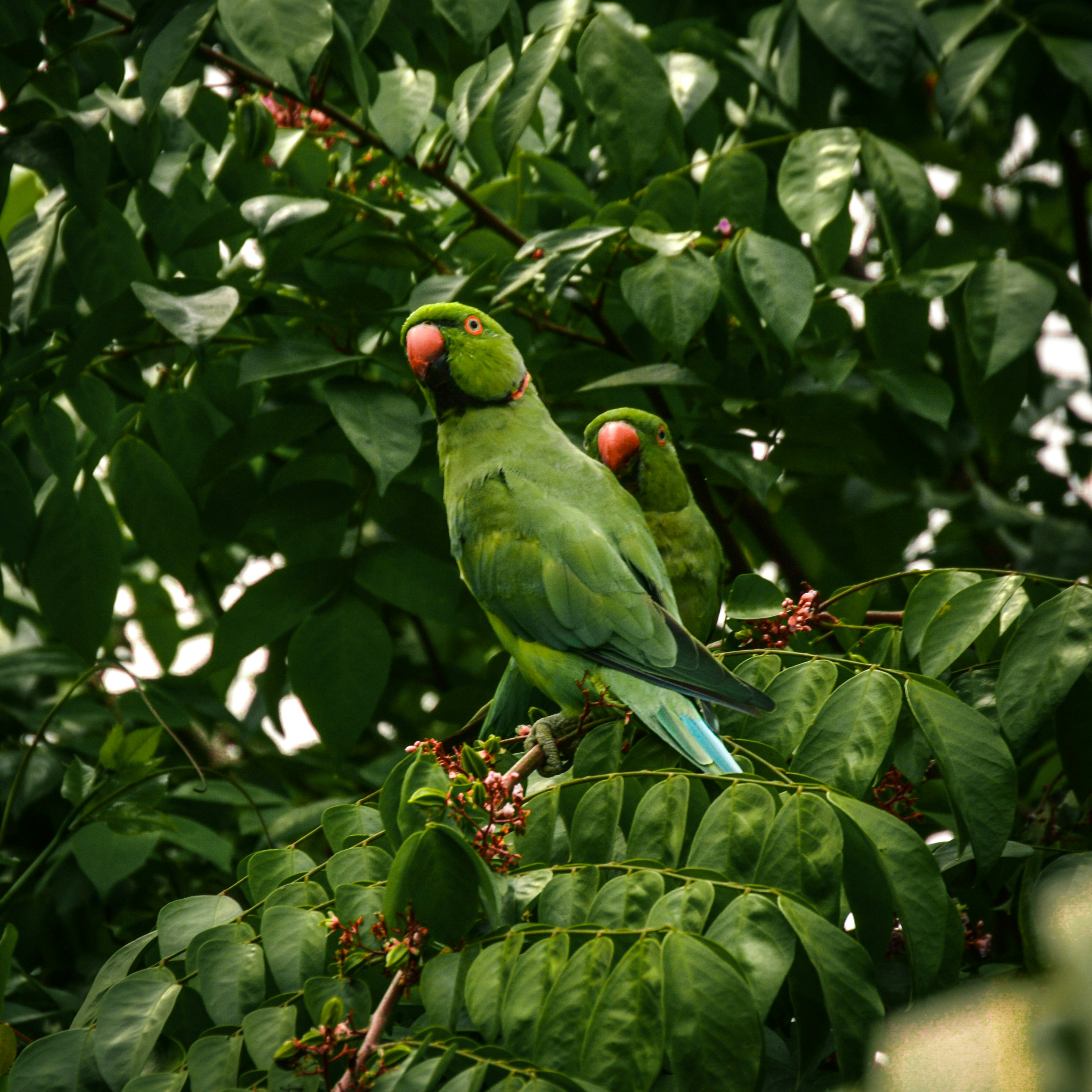 Two vibrant green parrots perched among dense foliage, showcasing their striking plumage and alert demeanor.