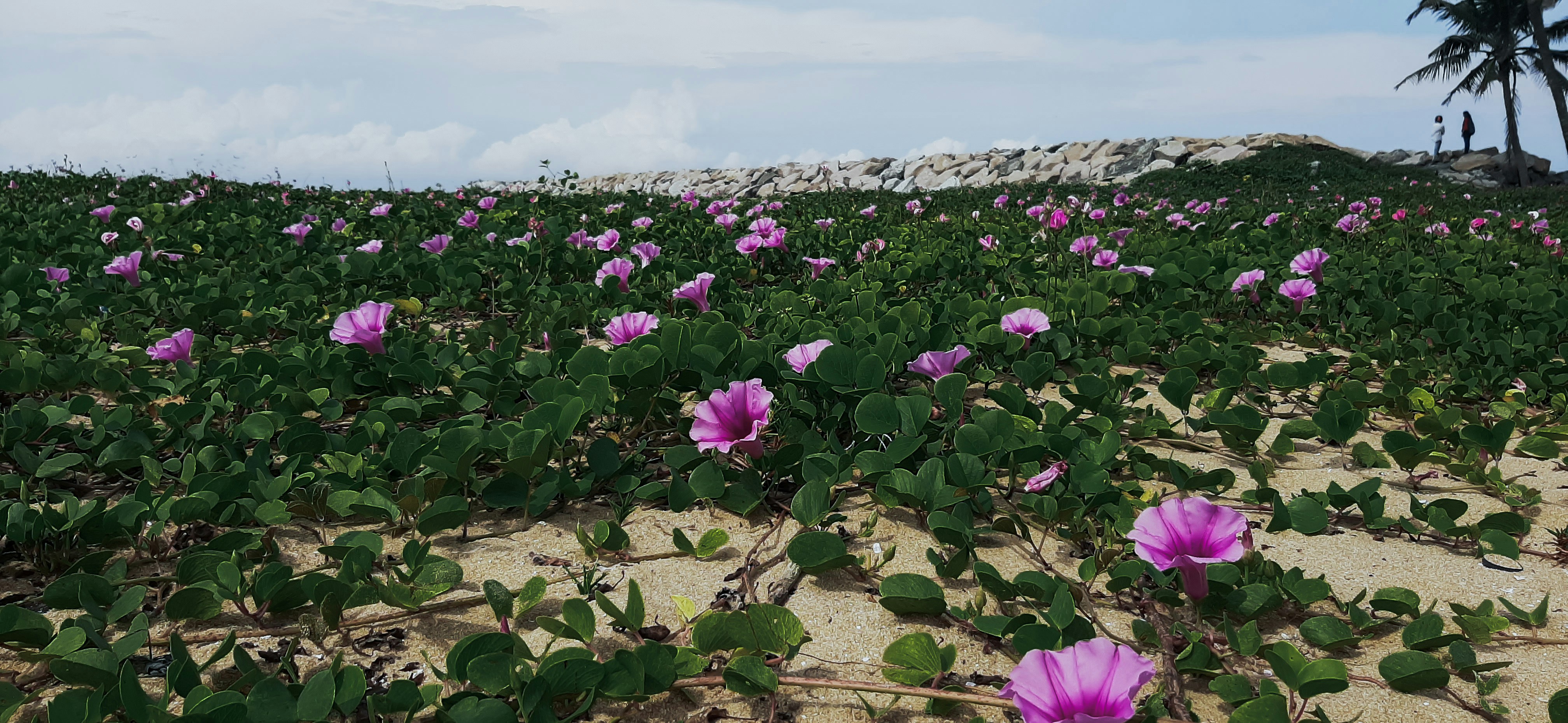 A field of purple flowers on a sandy beach photo – Free Flower ...