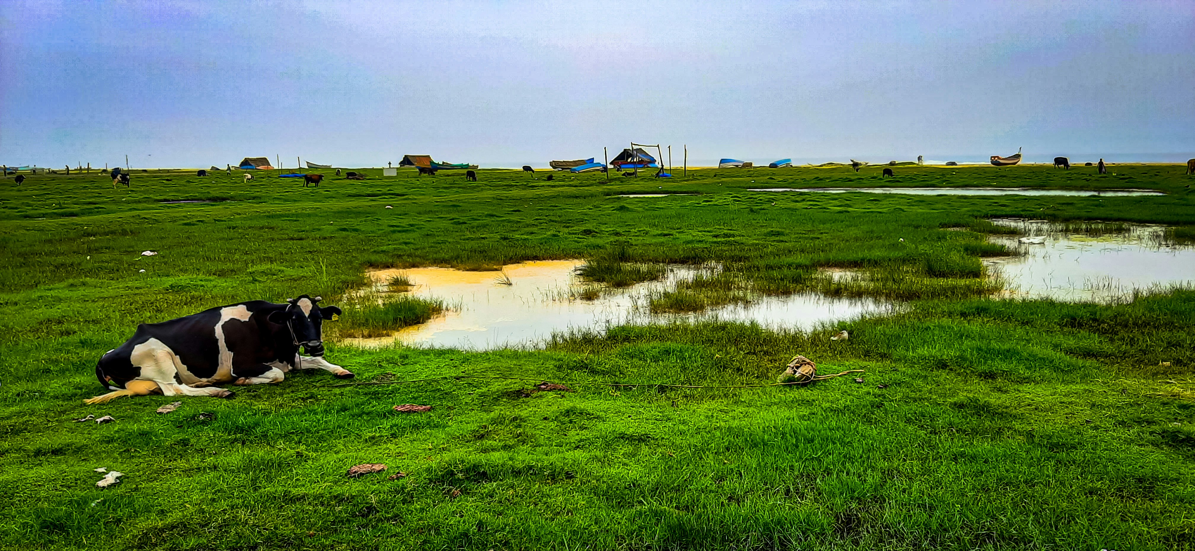 Lowland Rest: A Cow Anchors the Marshland Horizon