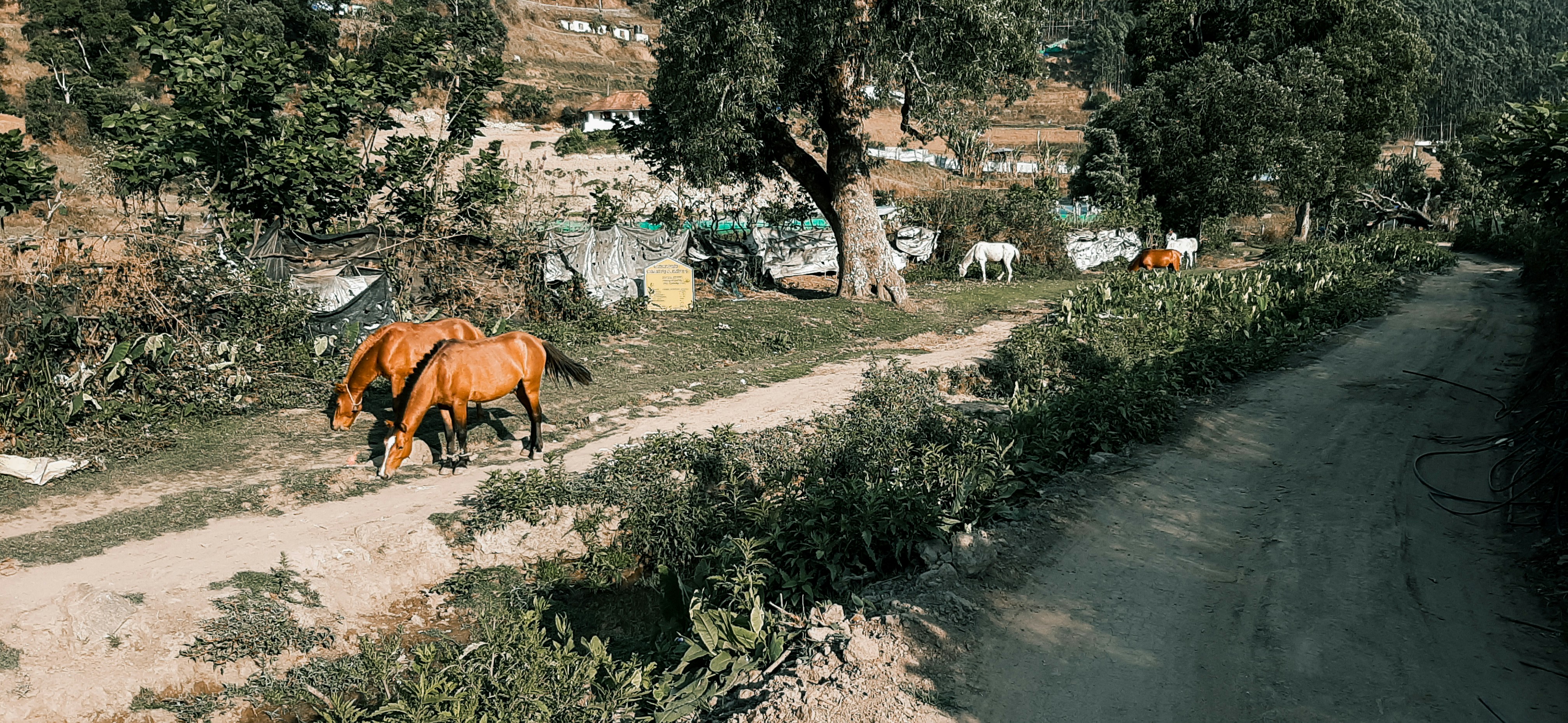 Two Horses on a Dusty Mountain Path Framed by Olive Trees and Stone Terraces