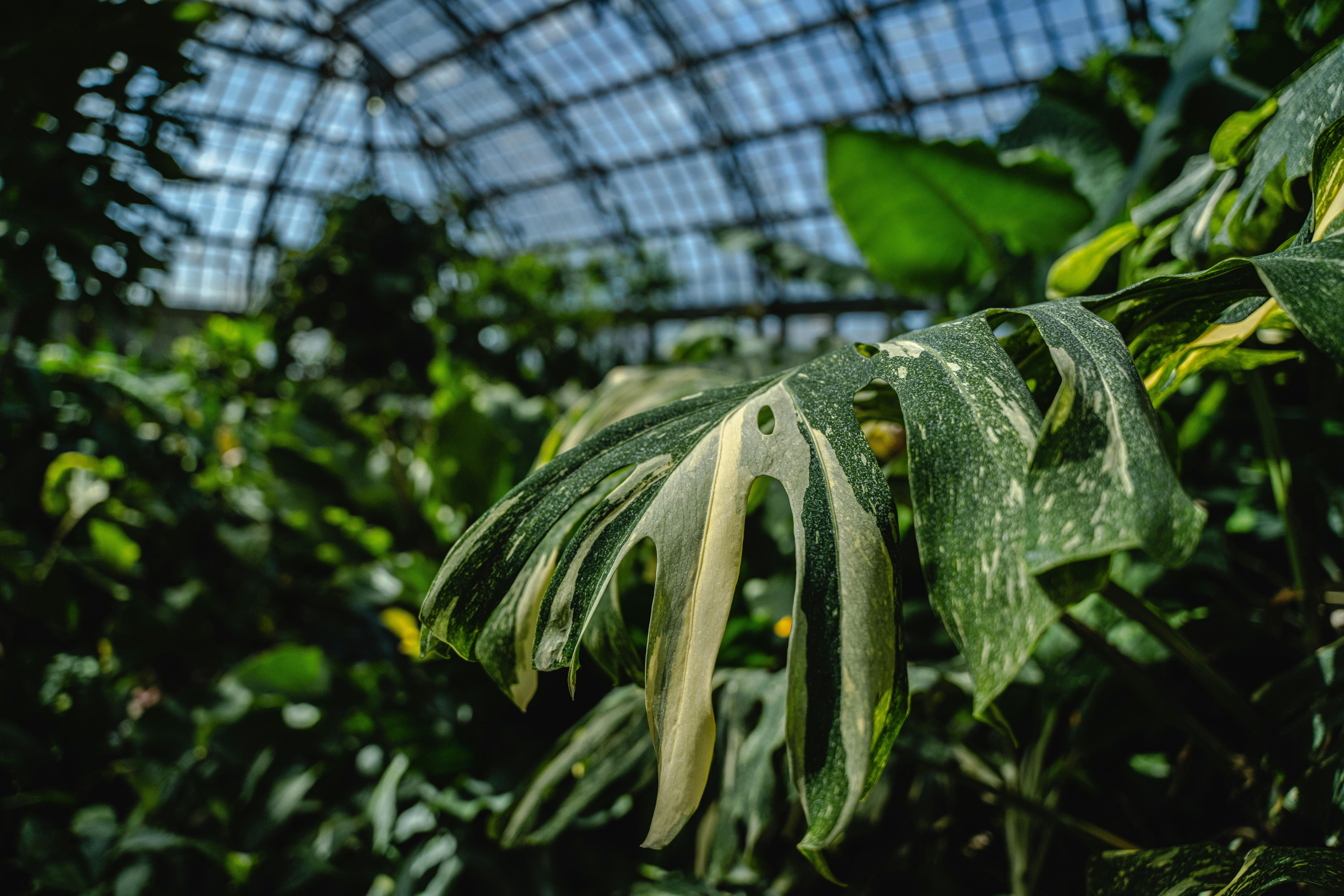 Taken at the Garfield Park Conservatory. 
