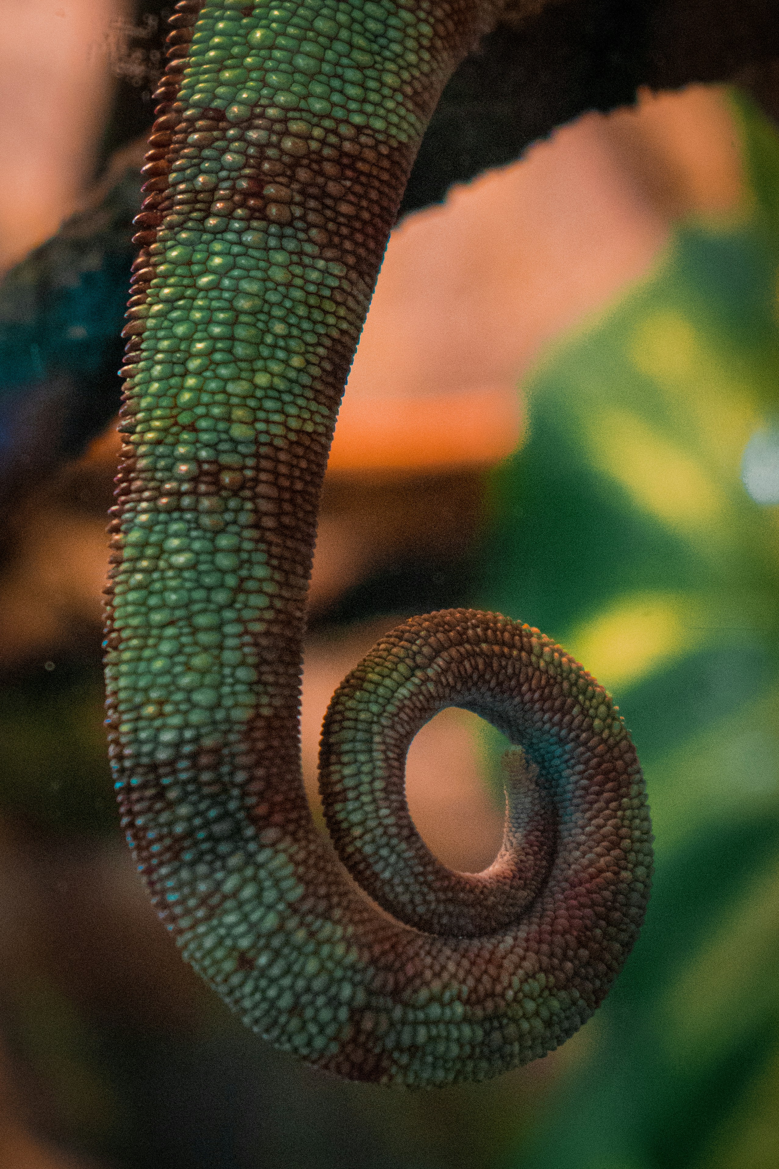 My visit to Rept&coffe club (@rept_coffe_club) with lots of lizards, snakes, spiders, frogs, chameleons and so on