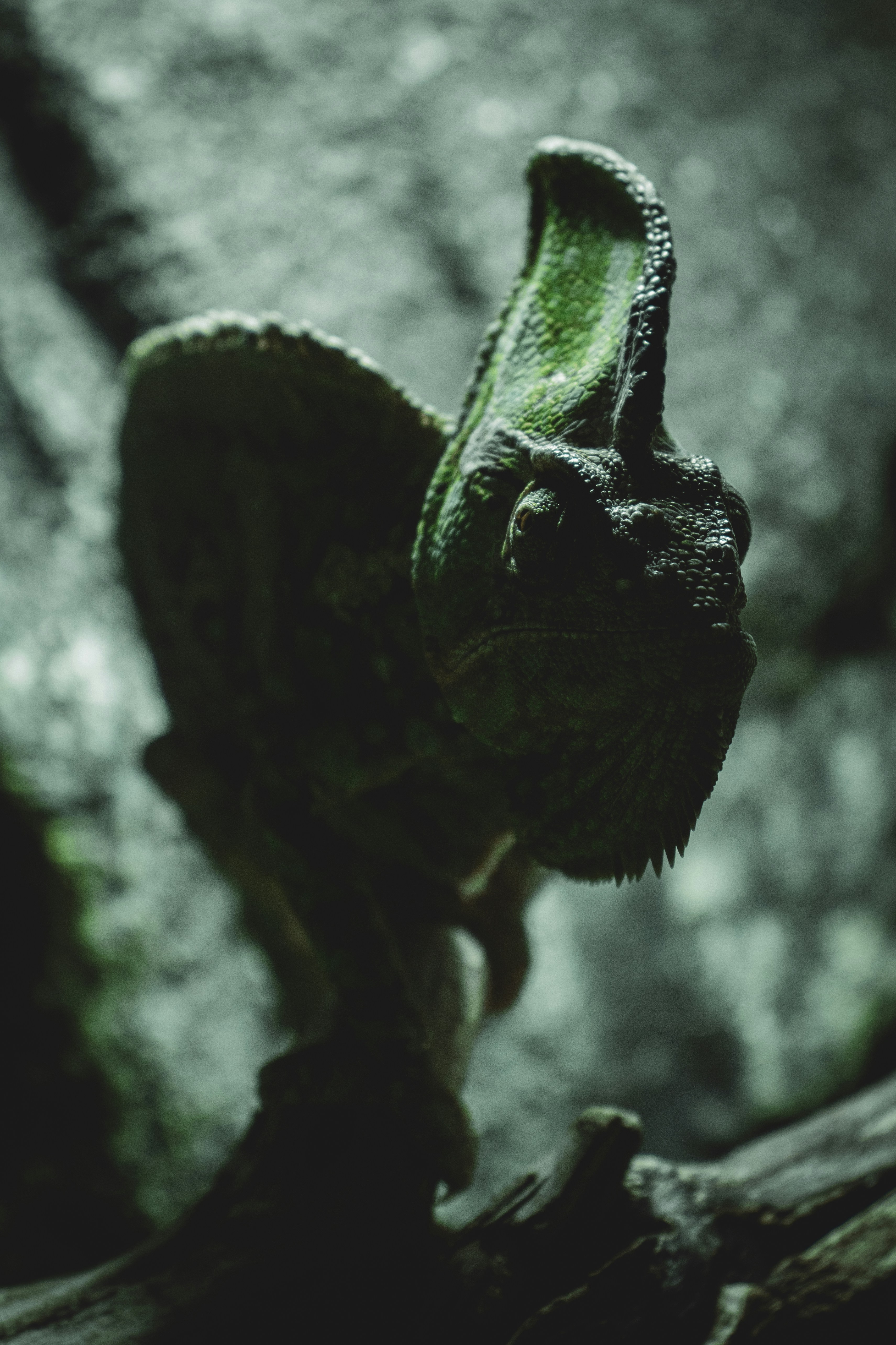 Moss-Cloaked Rex: A Dim Stare in the Shadows
