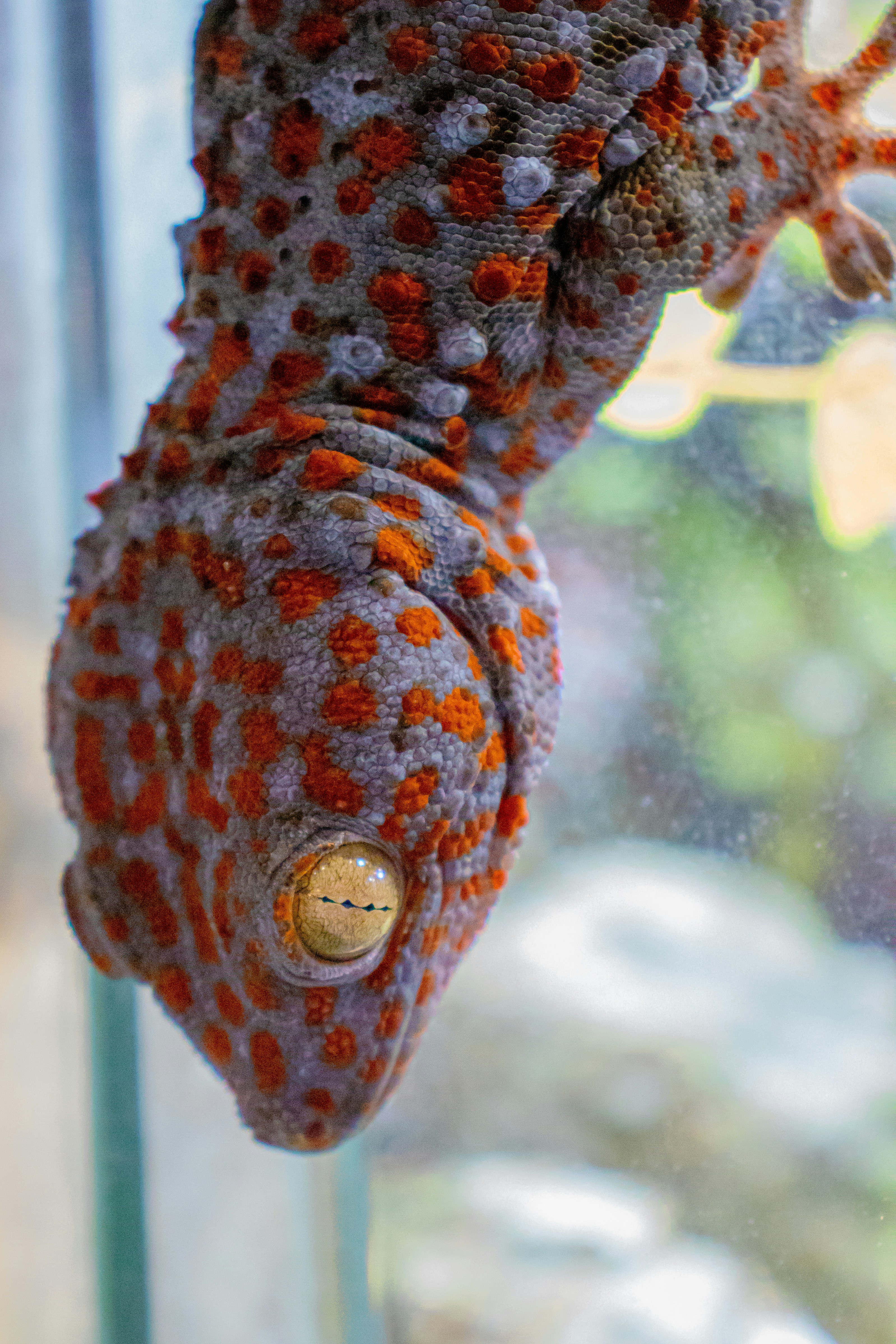 Macro portrait of a glass-bound crested gecko with orange spots