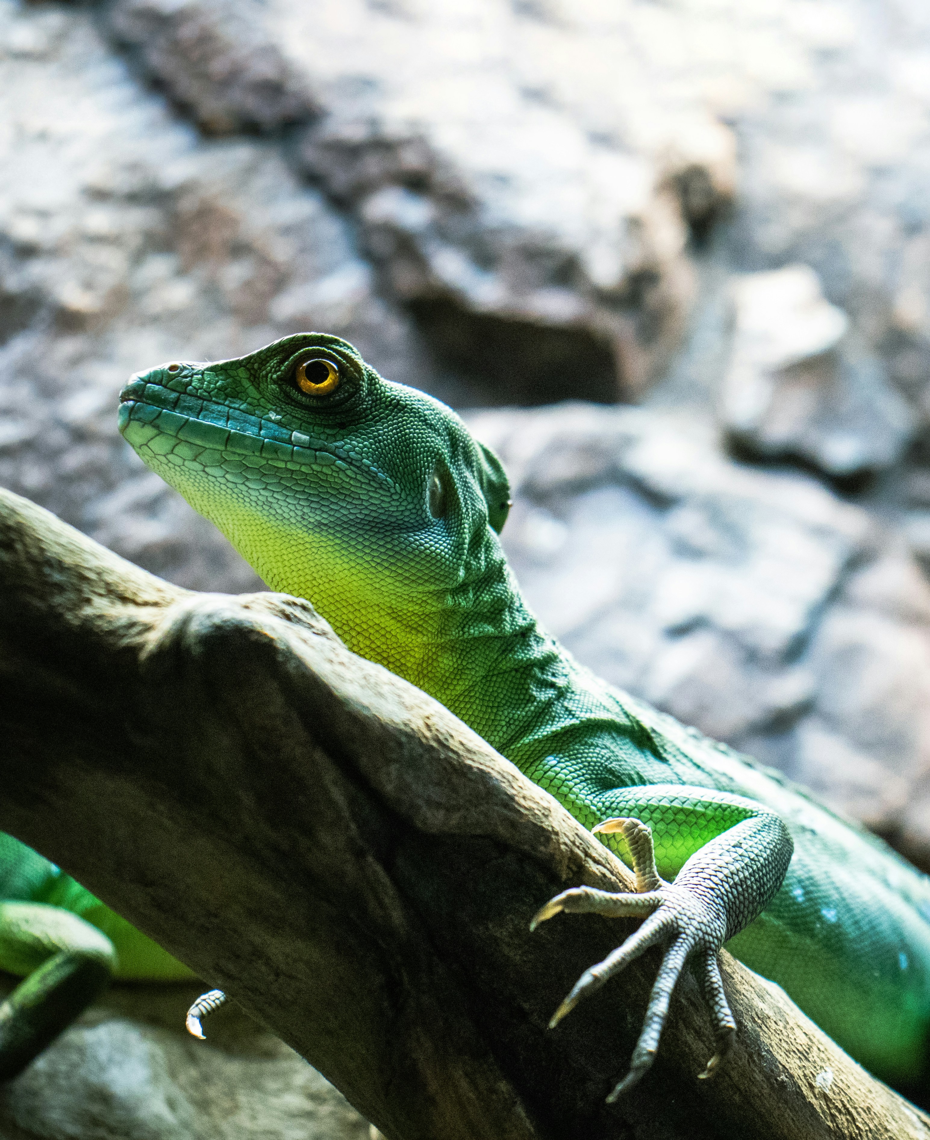 A close up of a lizard on a tree branch photo – Free Ukraine Image on ...