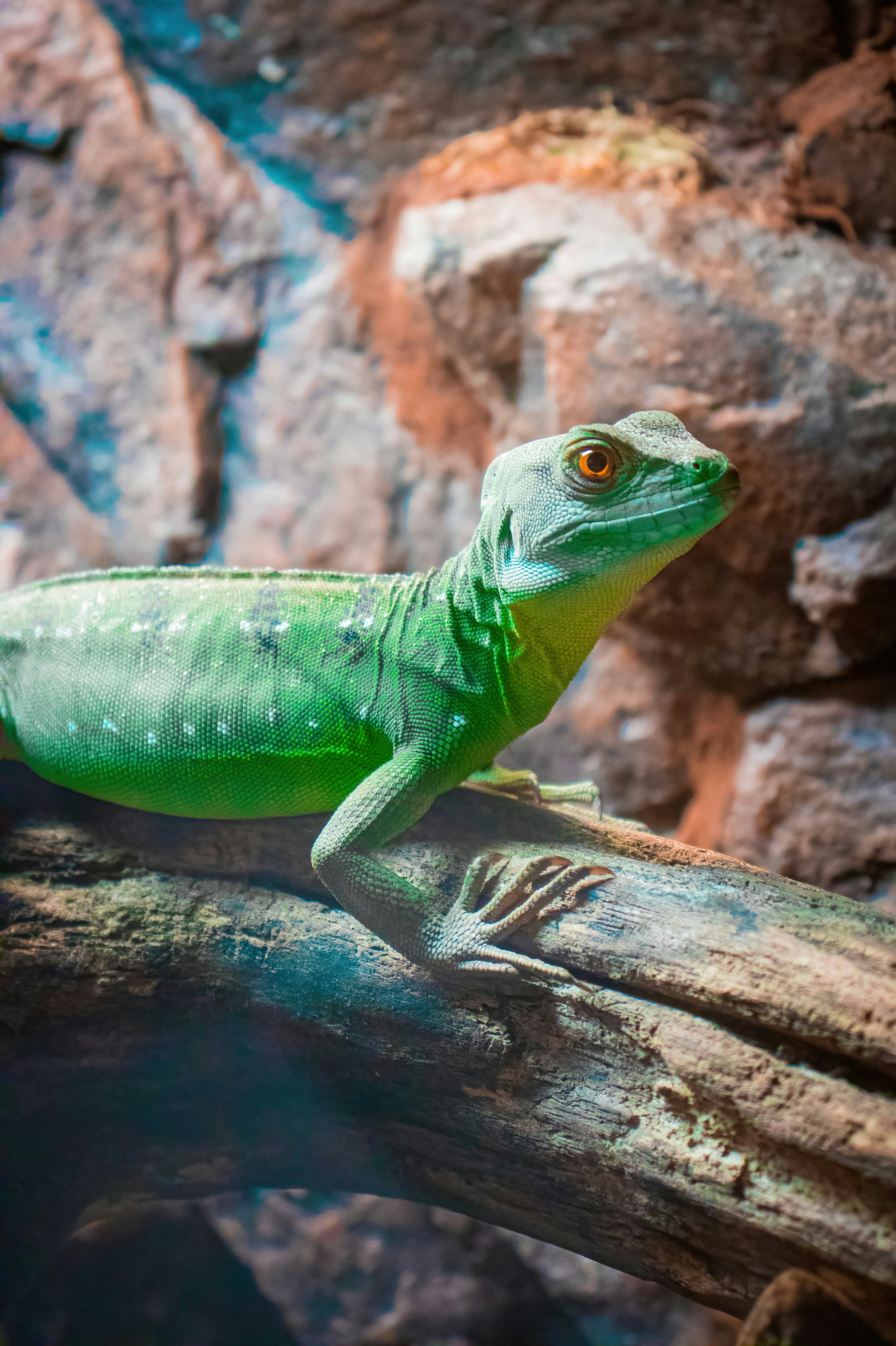 Emerald Sentinel on a Weathered Log Amidst Rocky Crevices