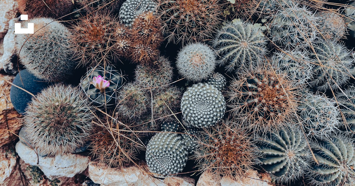 地面にあるサボテンの植物の束の写真 Unsplashの無料バギオ市写真