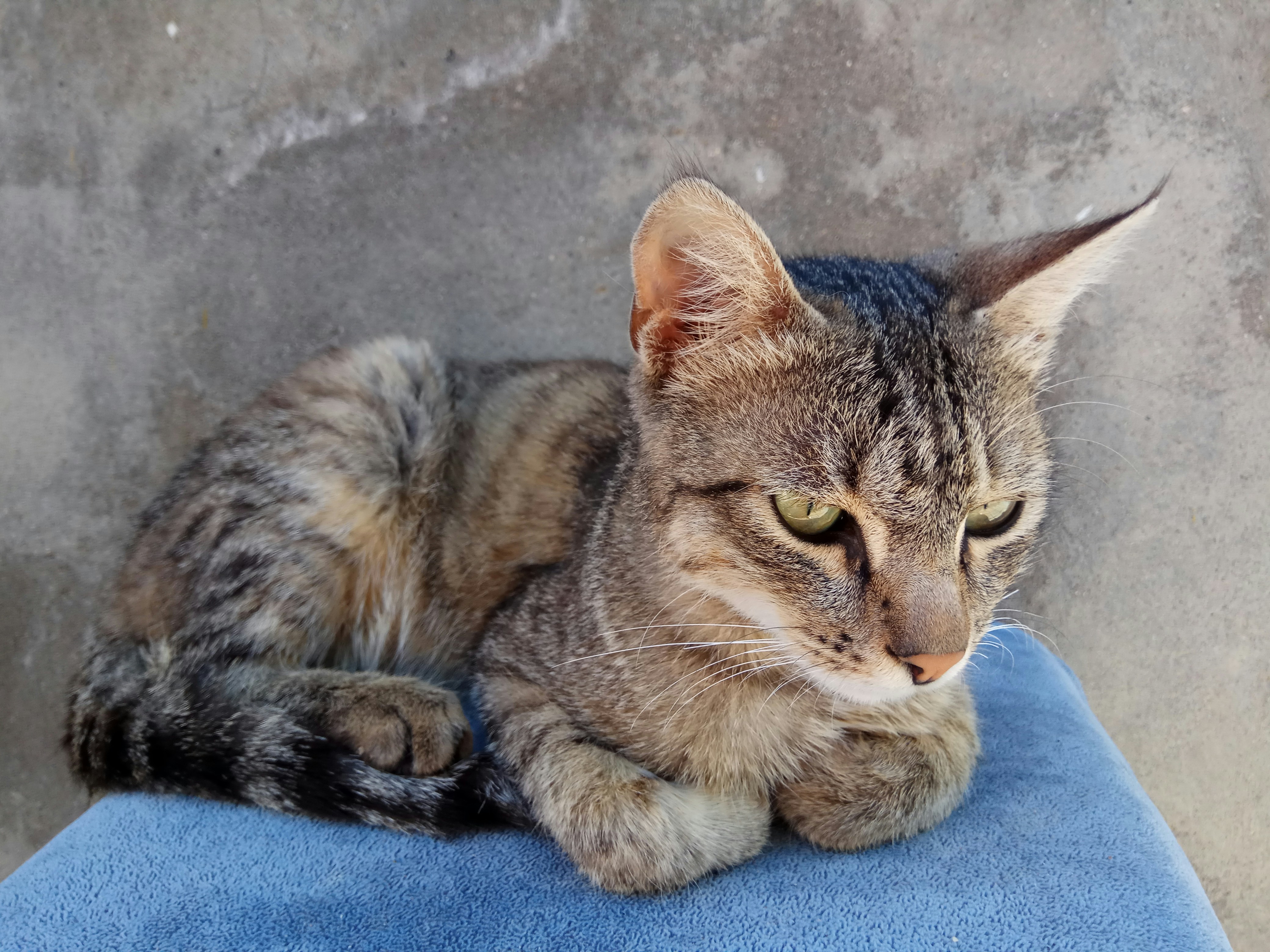 Foto Un gato acostado encima de una silla azul – Imagen Gato gratis en ...