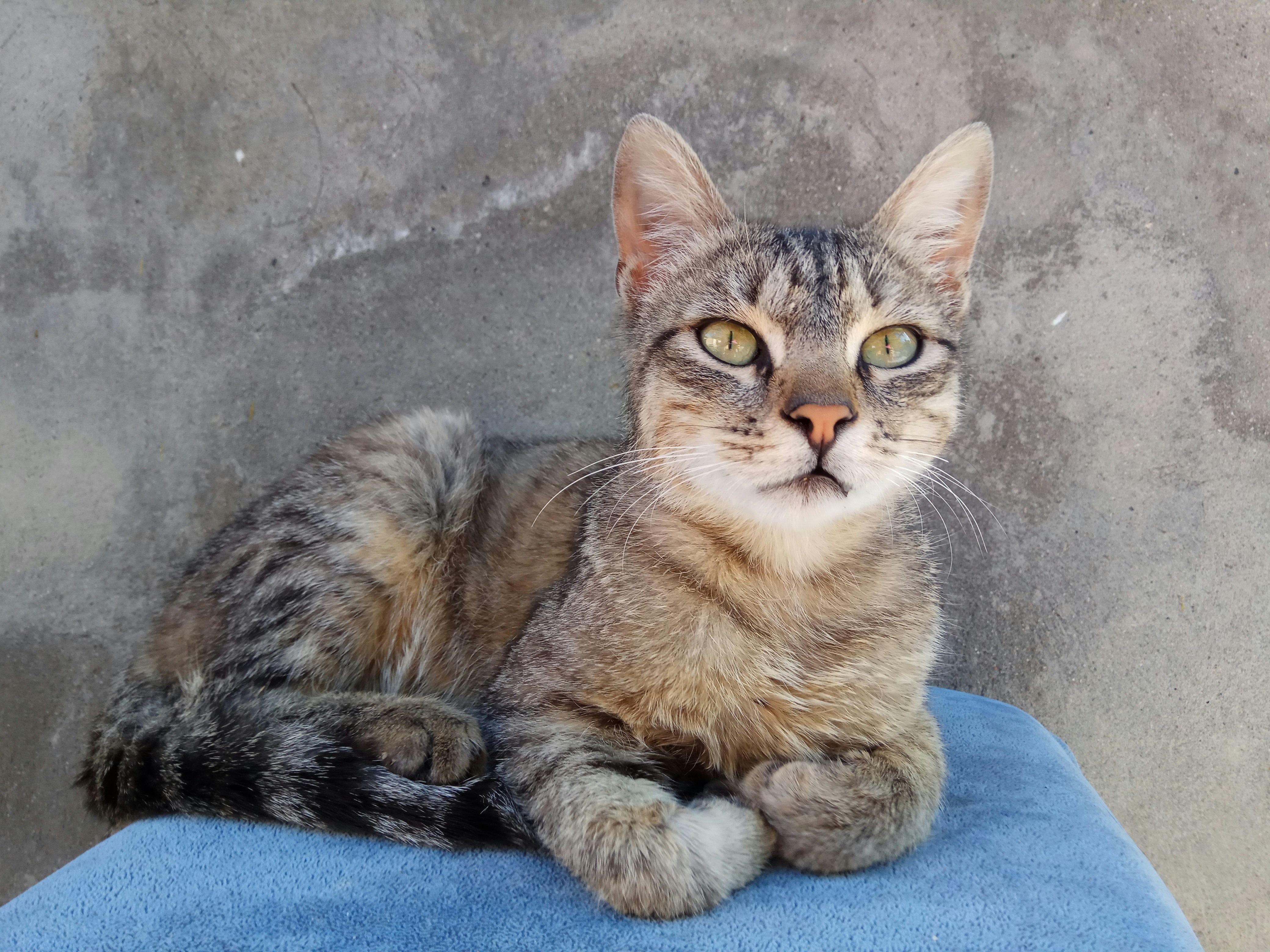 Tabby cat lounging on a blue cushion beside a textured concrete wall, eyes fixed on the camera.