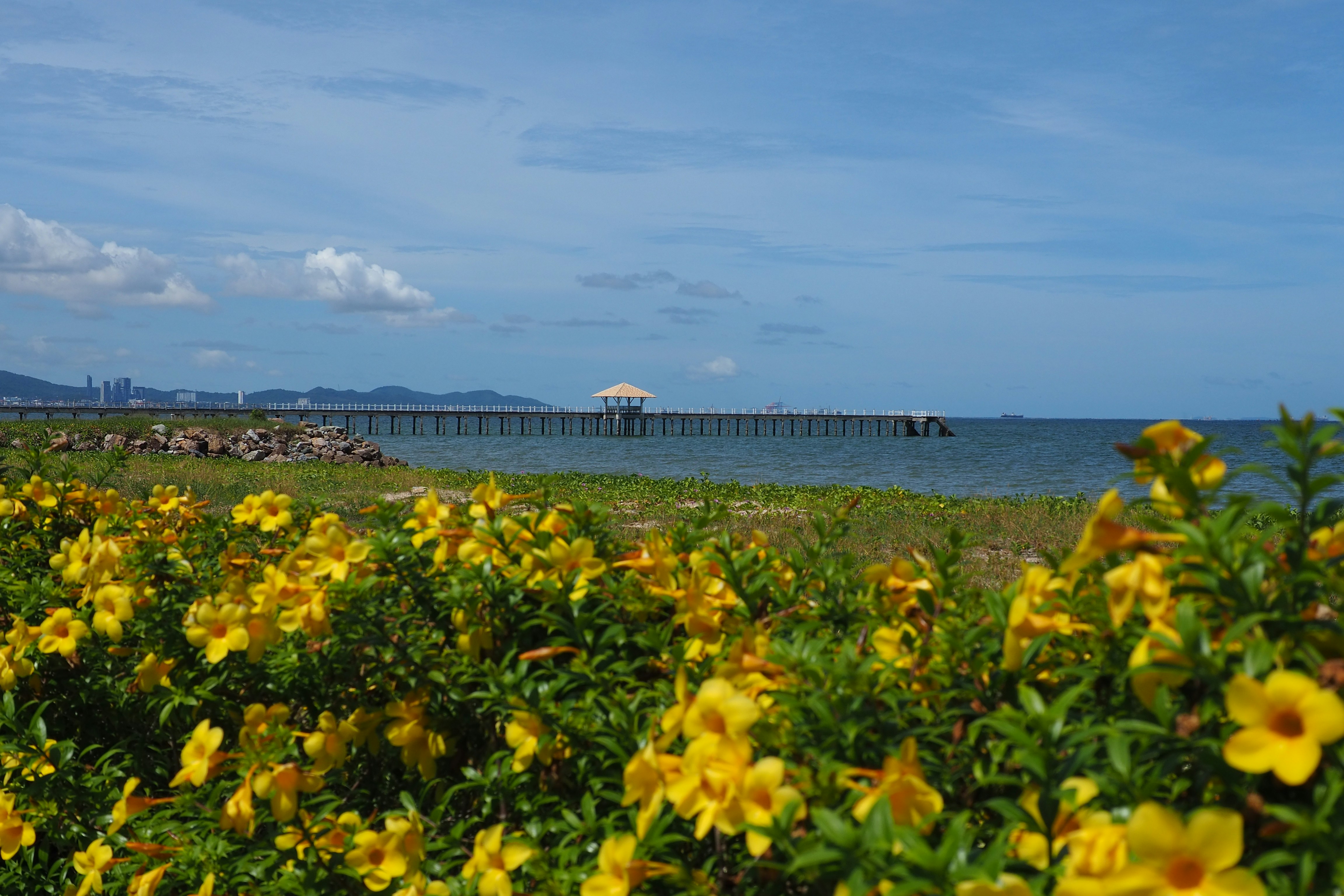 Sunlit Yellow Blossoms Framing a Calm Seaside Pier
