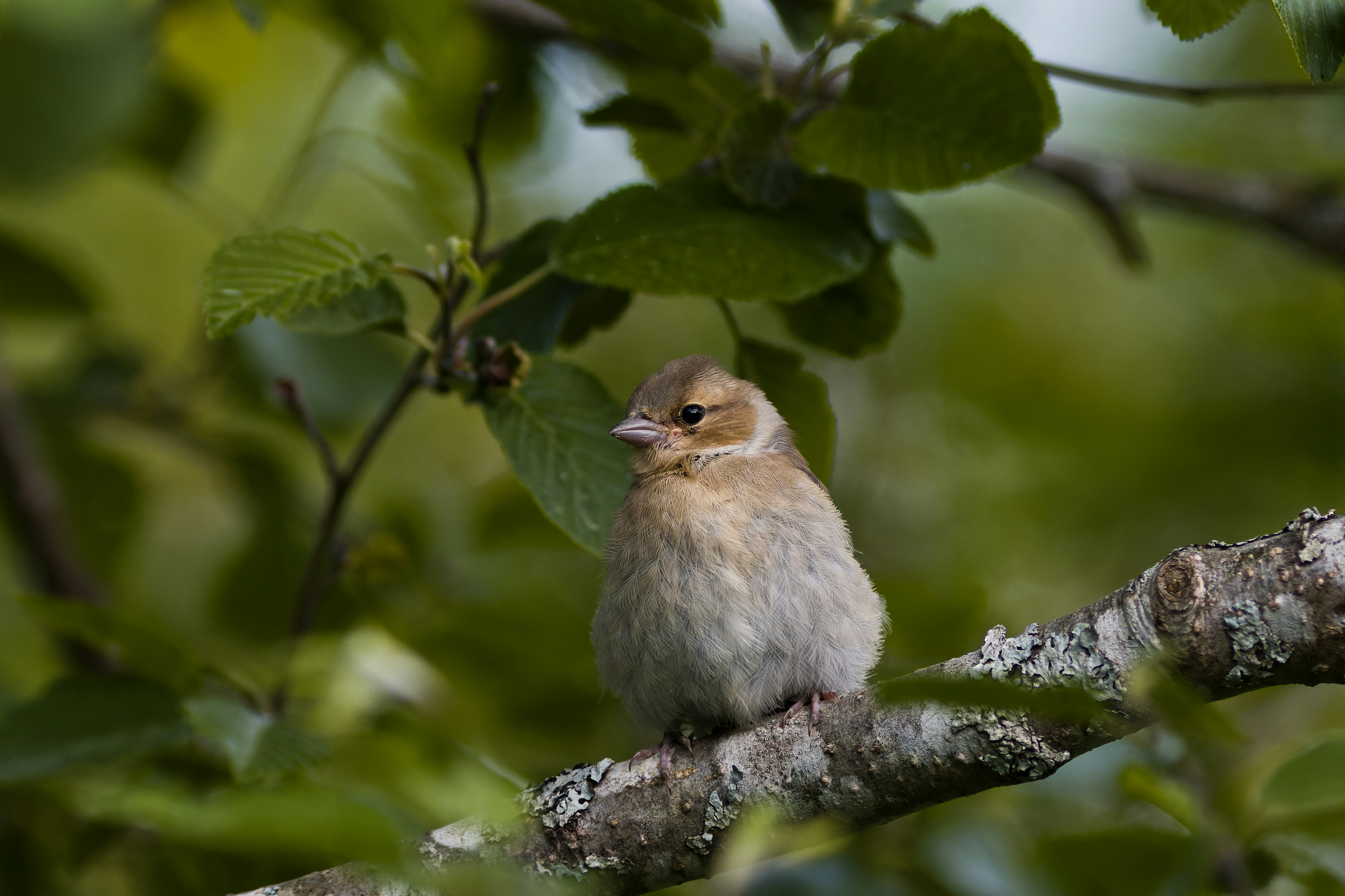 A young finch perches on a mossy branch surrounded by lush green foliage, embodying the tranquility of its natural habitat.