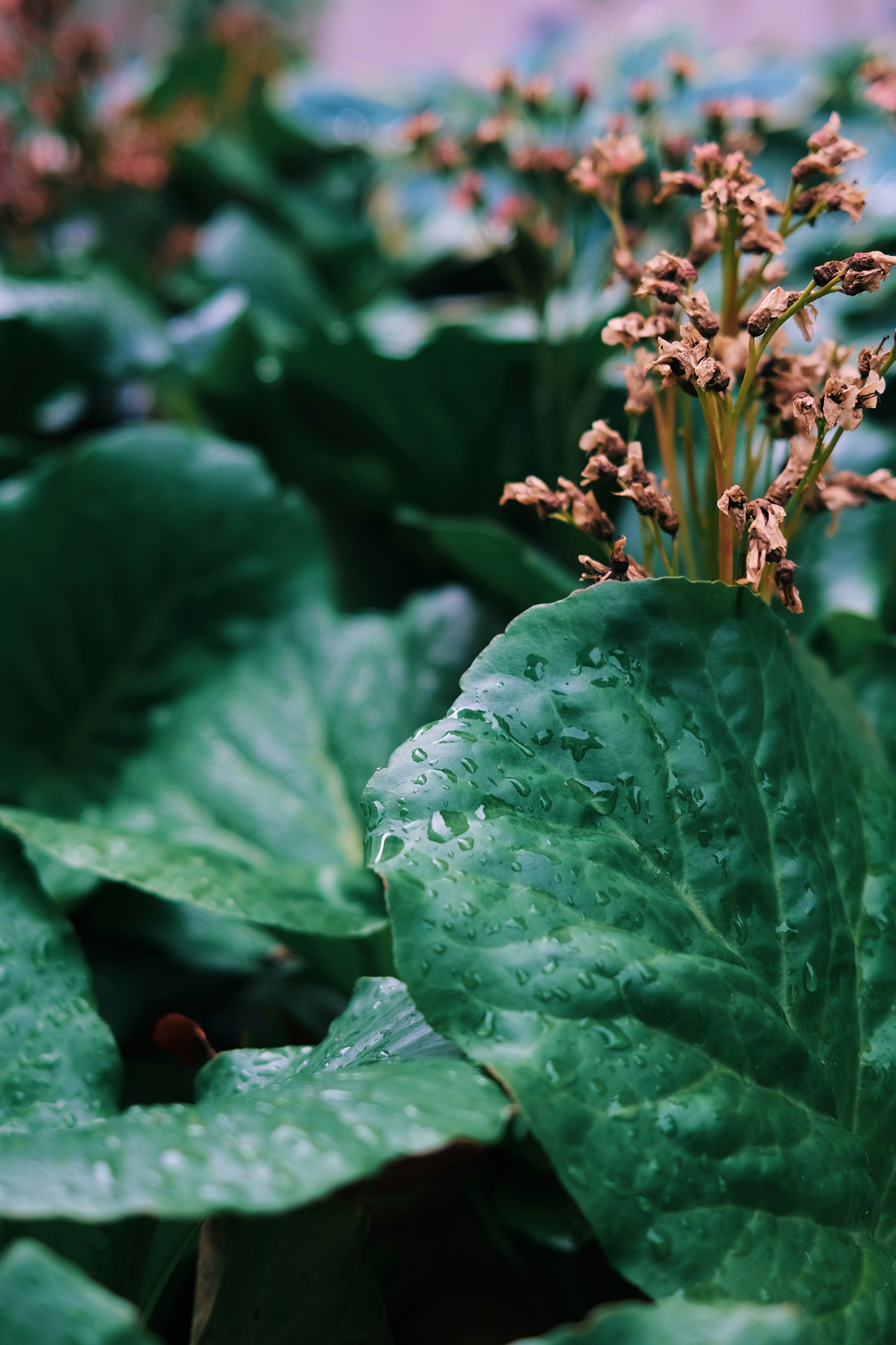 Dew-Kissed Leaves with Faded Bloom Stems in a Quiet Garden