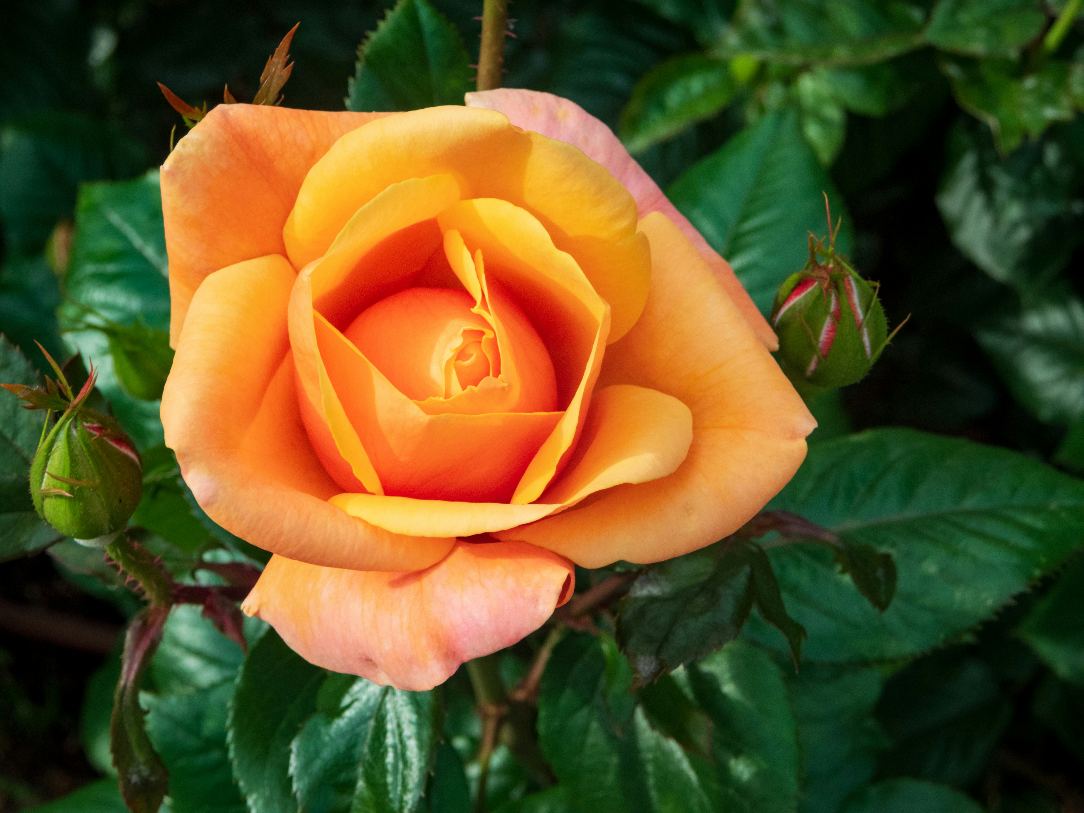 Sample photo from Nikon COOLPIX A1000