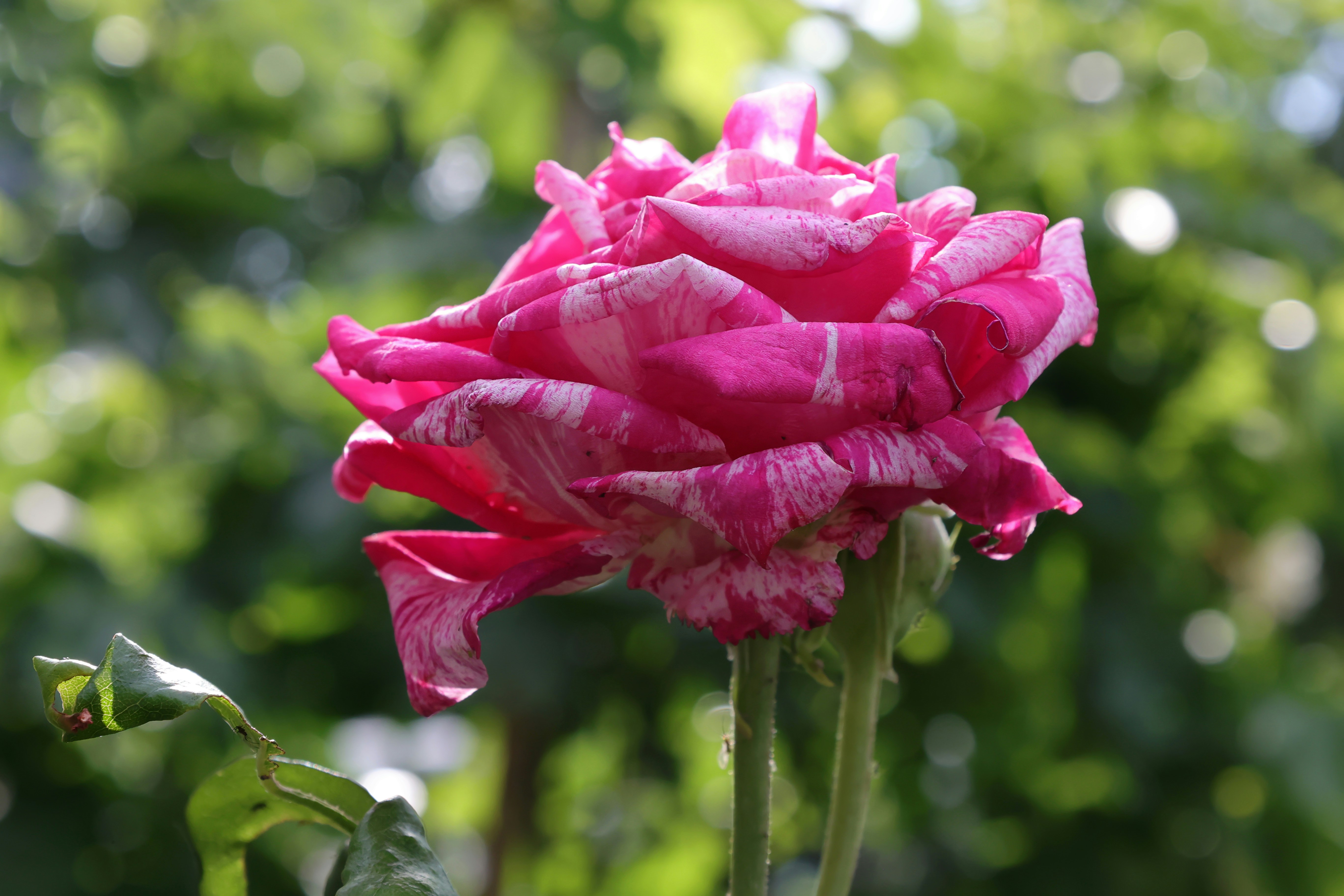 Striated Pink Rose in a Quiet Green Backdrop