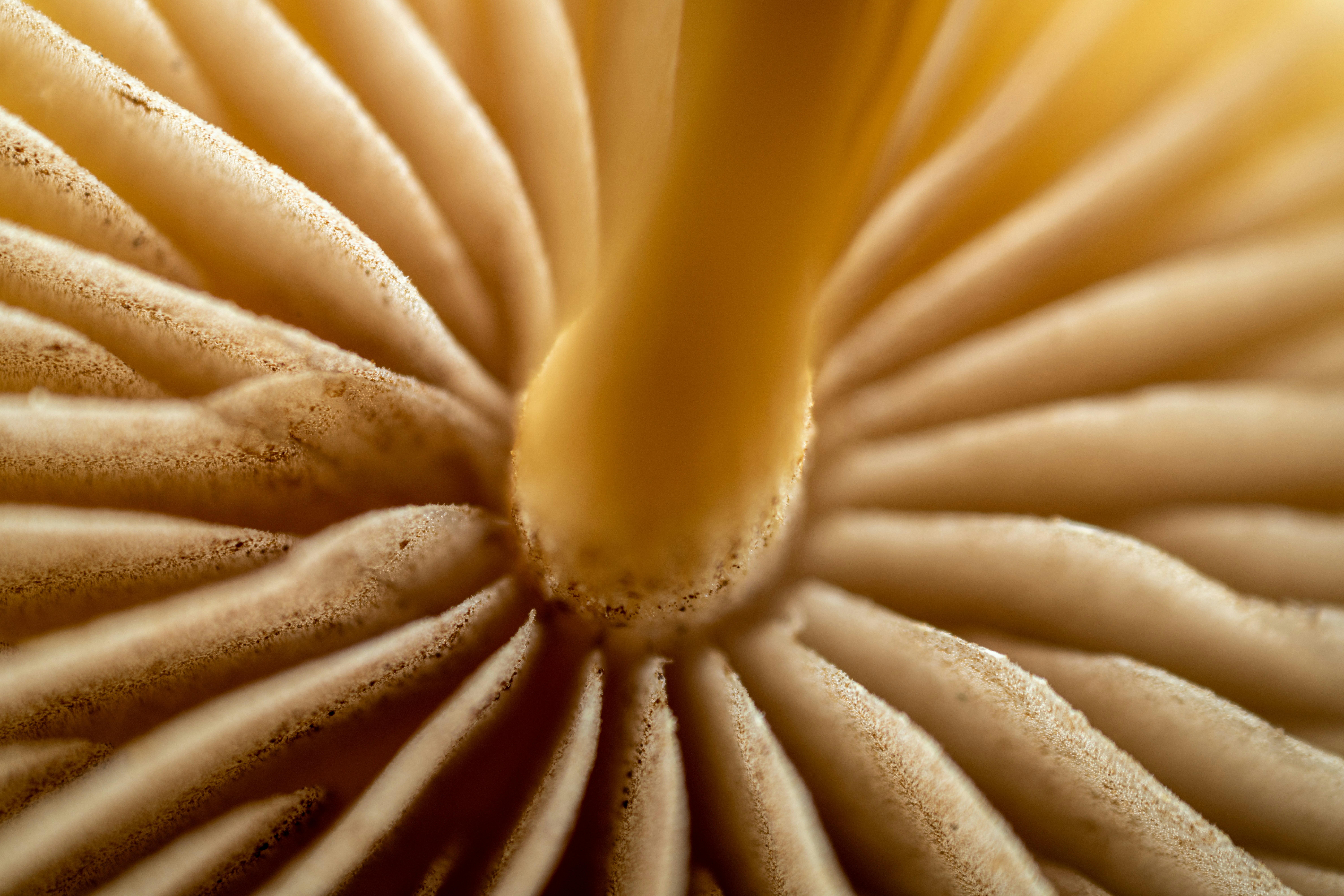 A close up view of a mushroom's center photo – Free Brown Image on Unsplash