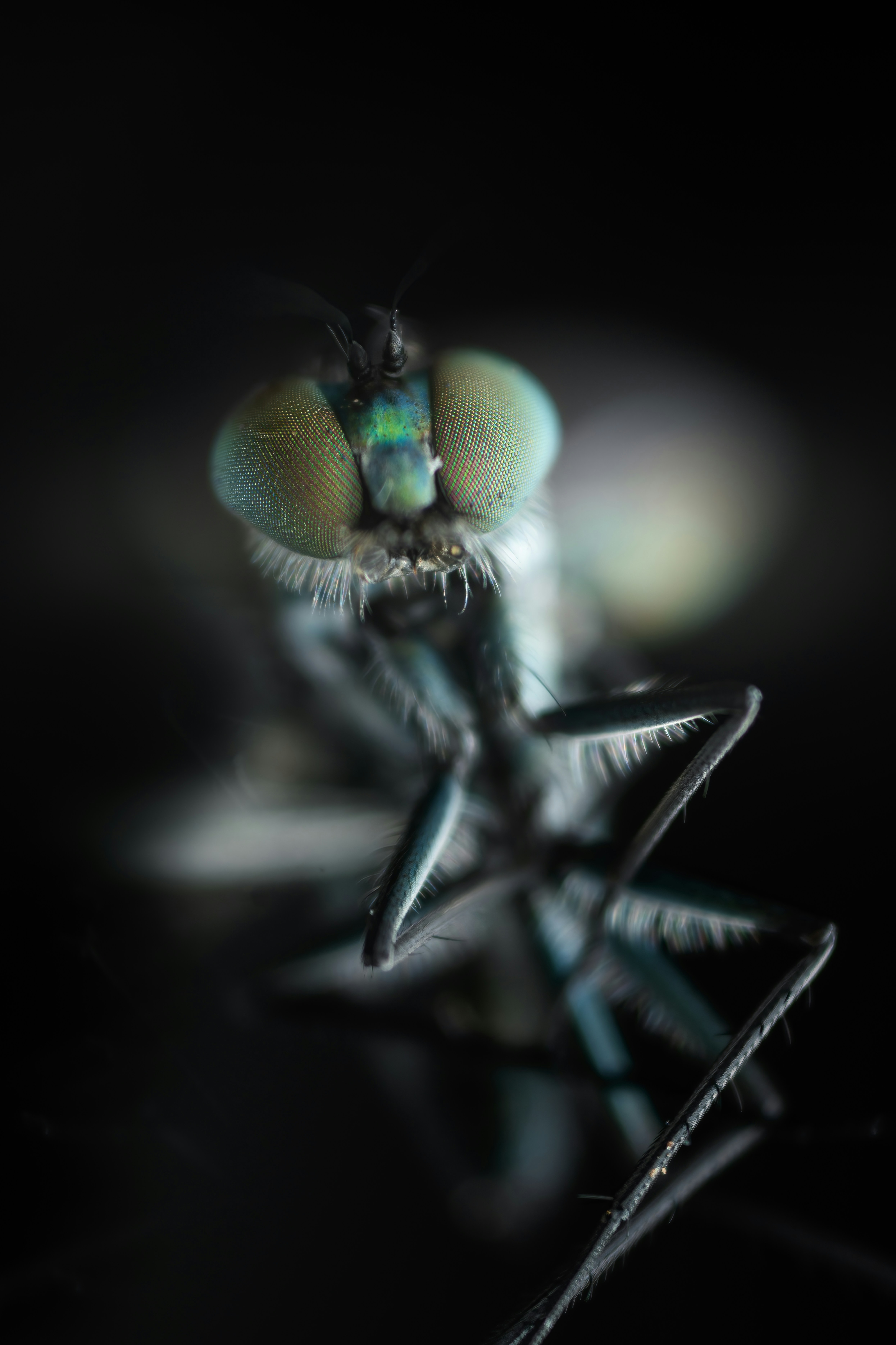 Close-up macro of a dragonfly with iridescent eyes against a dark, blurred background, emphasizing the compound eyes and delicate facial hairs. (Note: this is a photograph, not a painting or illustration.)