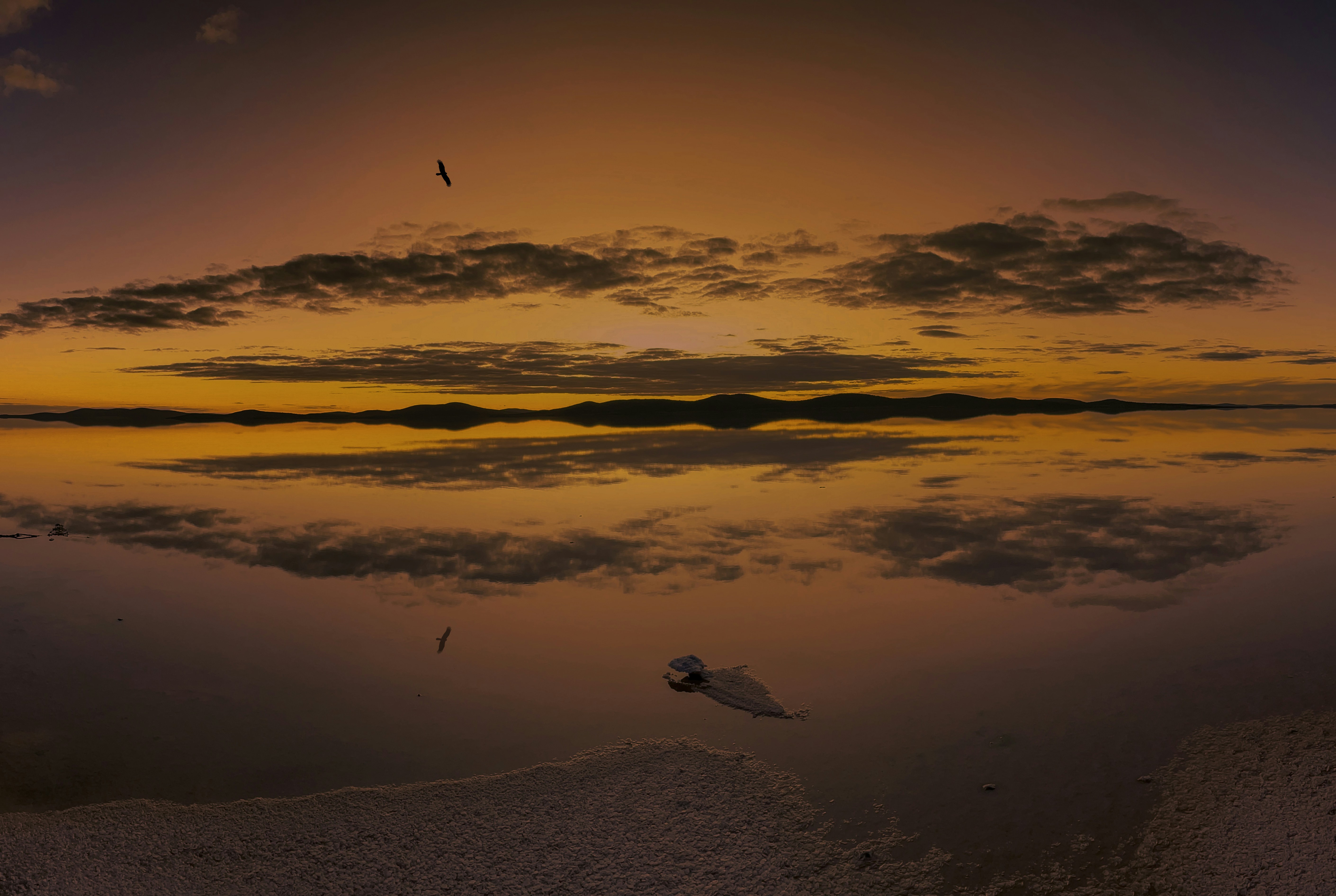 A lone tern glides against a molten sunset mirrored by calm water, with a sandy shore in the foreground.