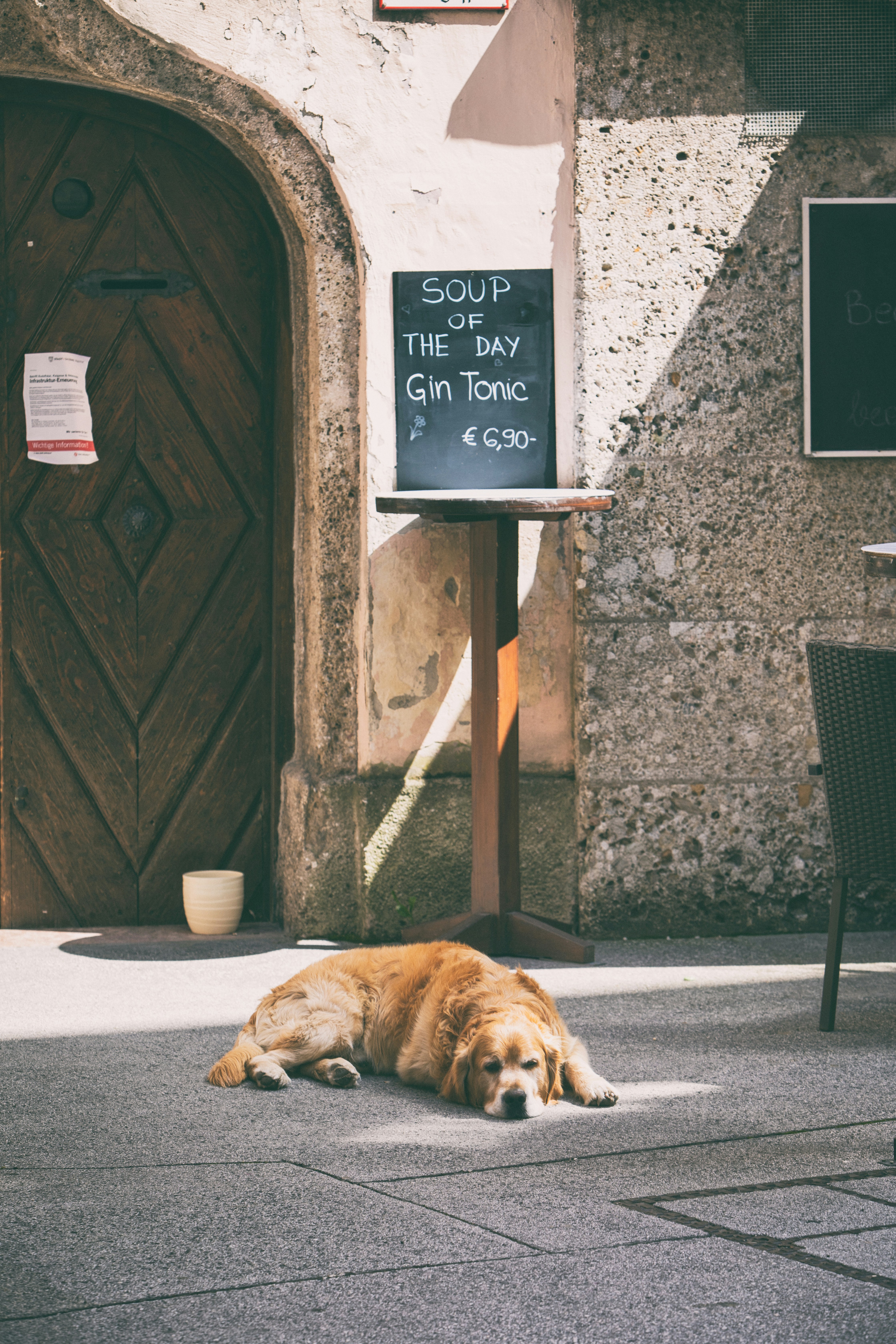 A dog in front of a sign "soup of the day: gin tonic"