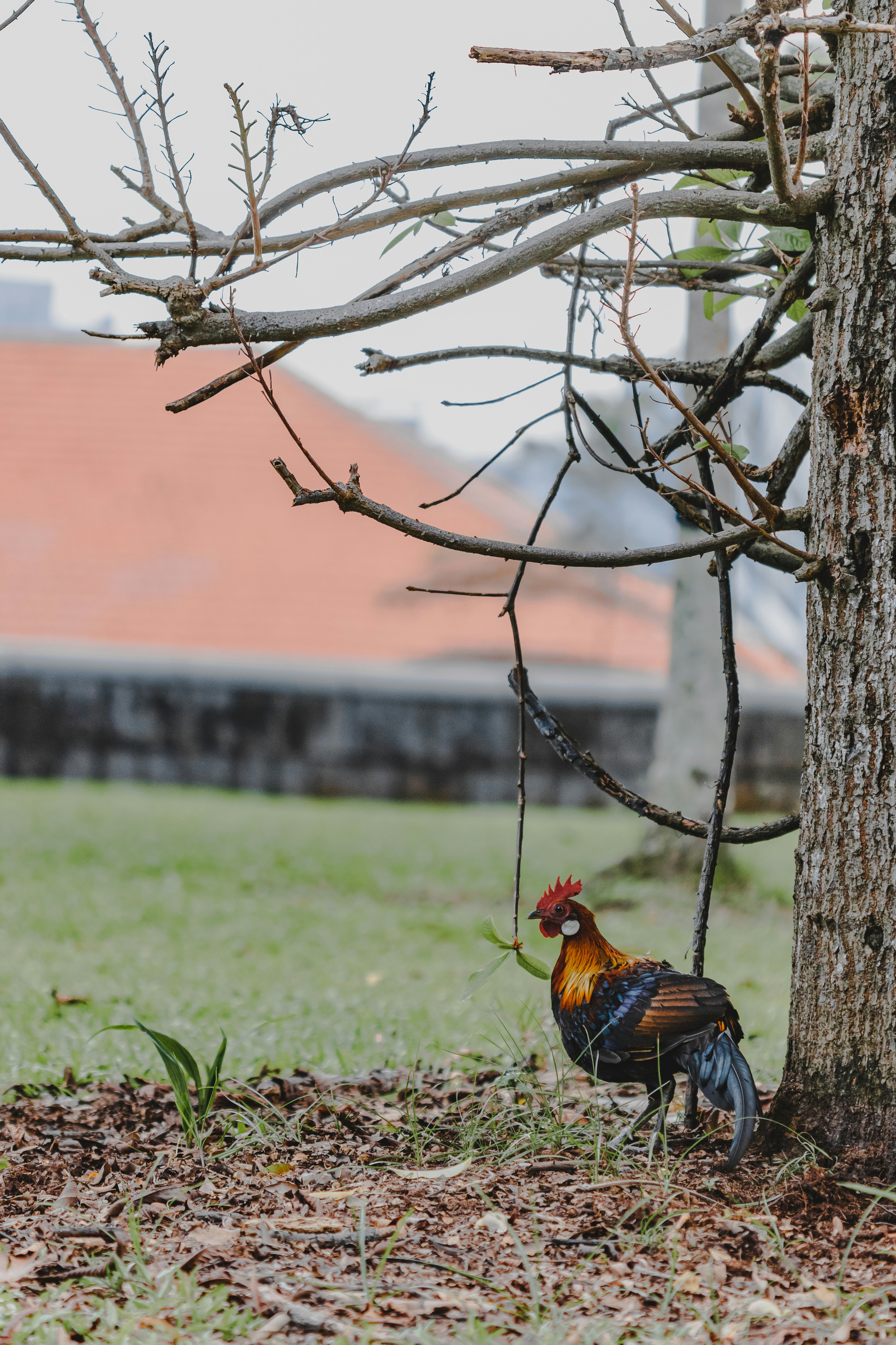 Red-crested Rooster in the Shade of a Bare Tree