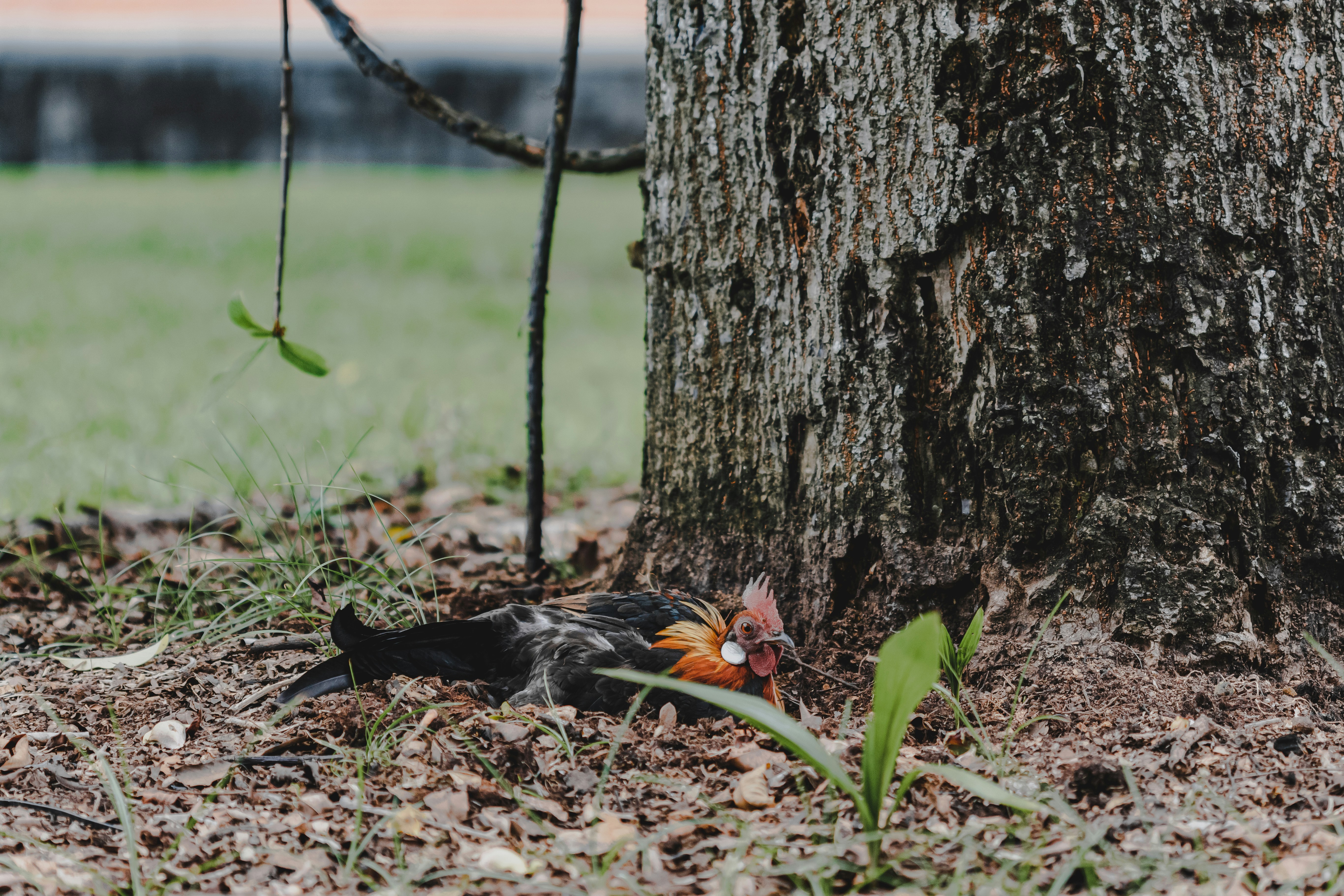a small bird laying on the ground next to a tree