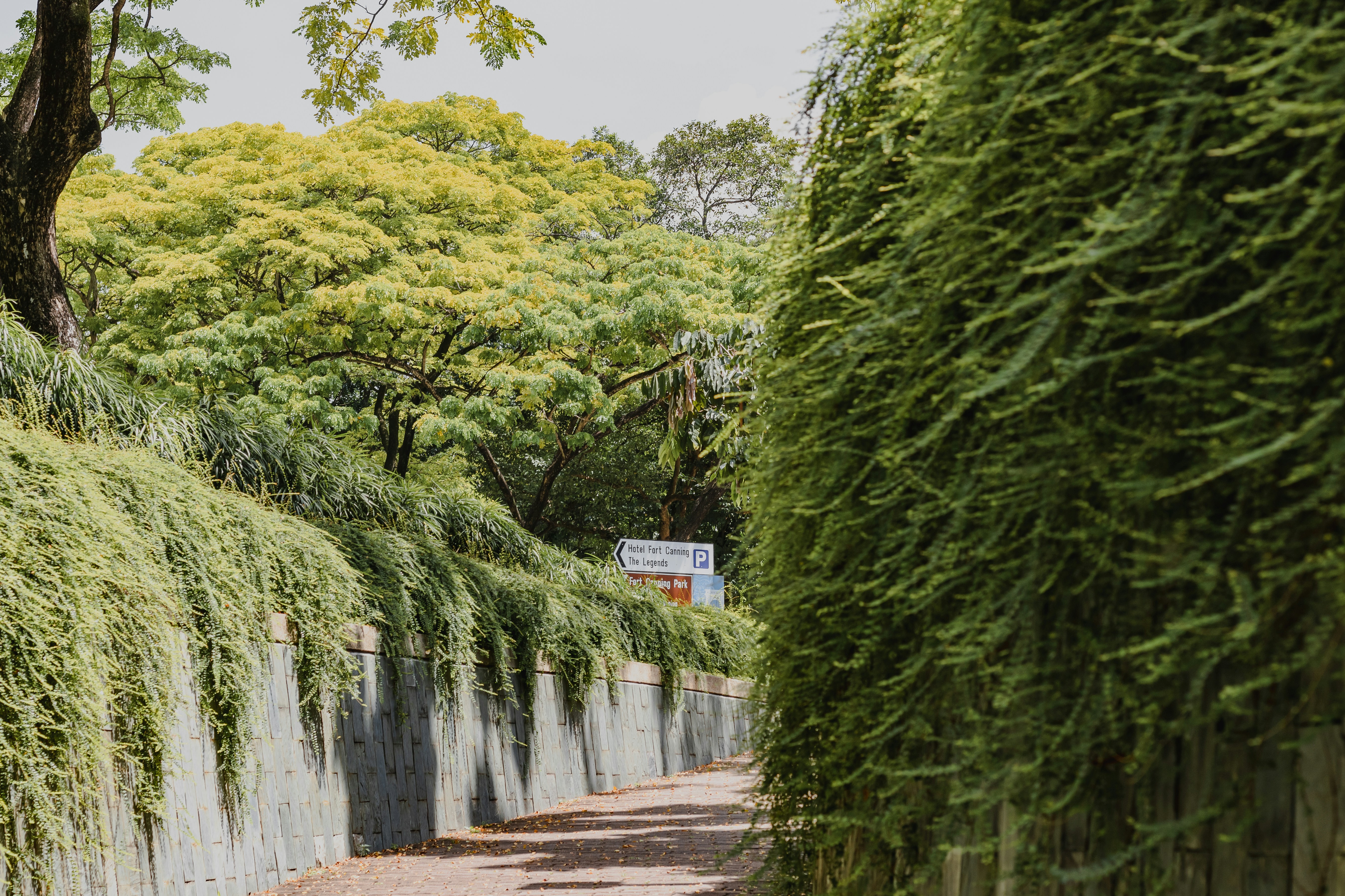 Green Corridor: Sunlit Path to a Distant Sign