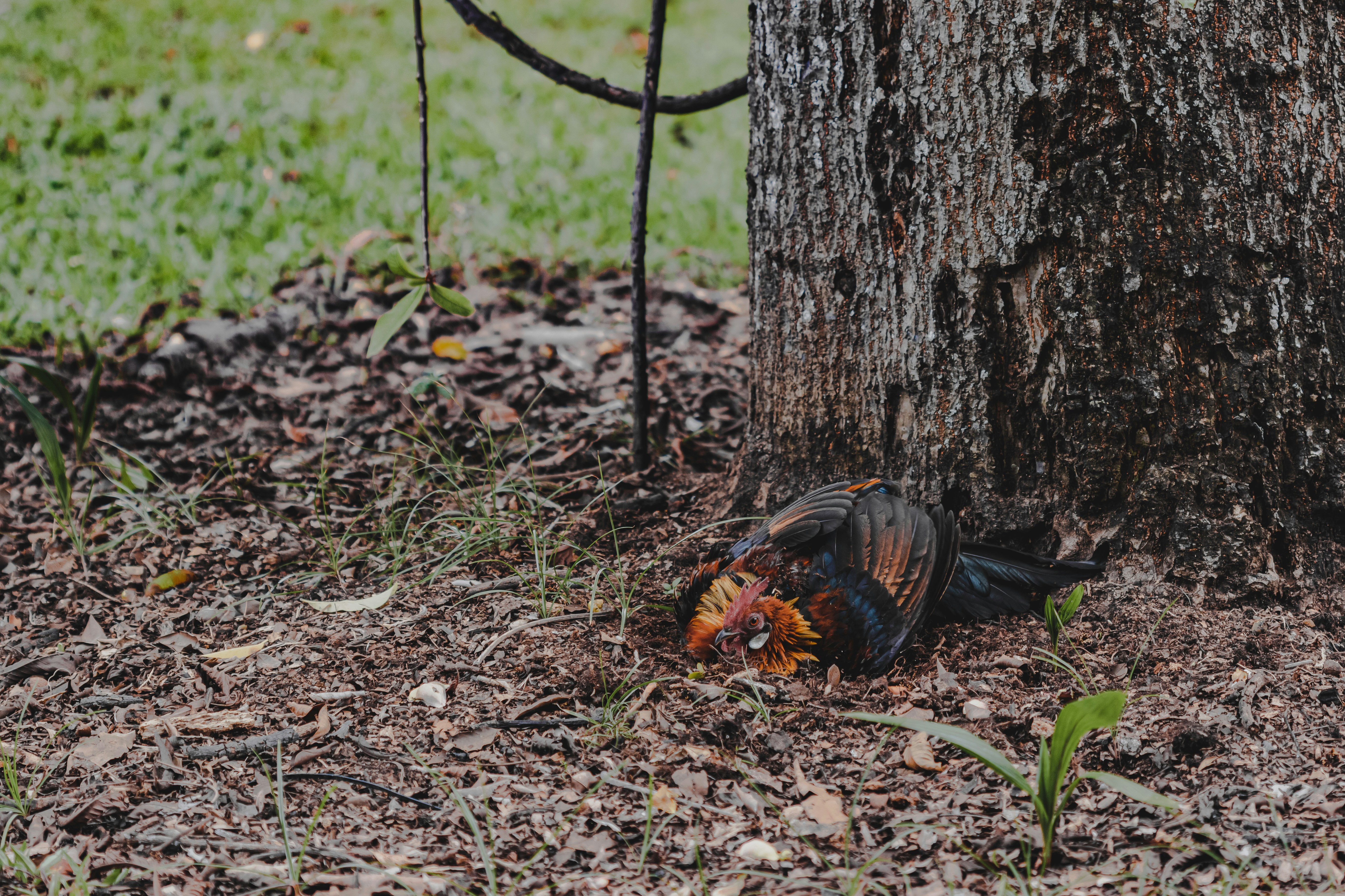 A dead bird laying on the ground next to a tree photo – Free Image on ...