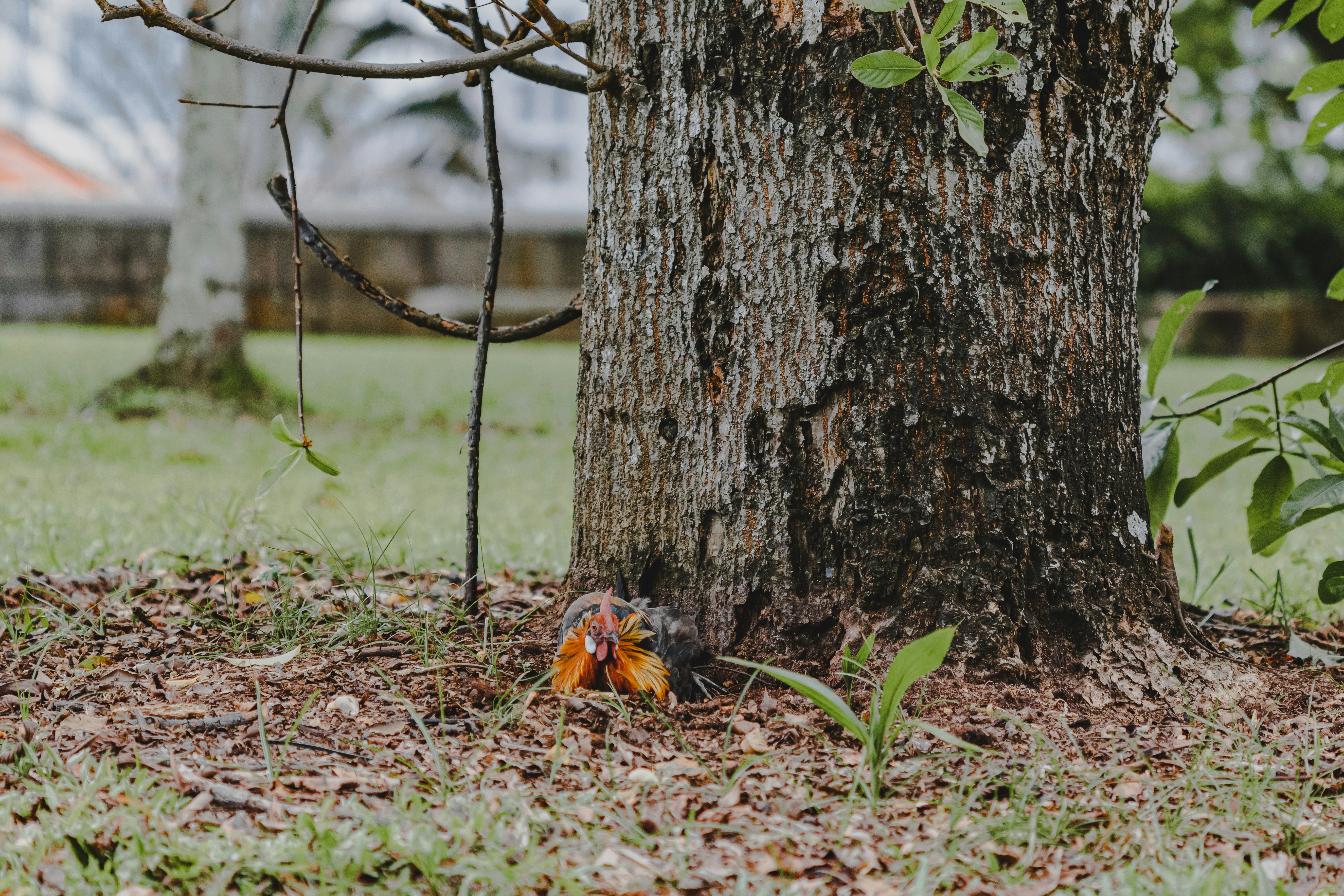 a small orange and black bird sitting on the ground next to a tree
