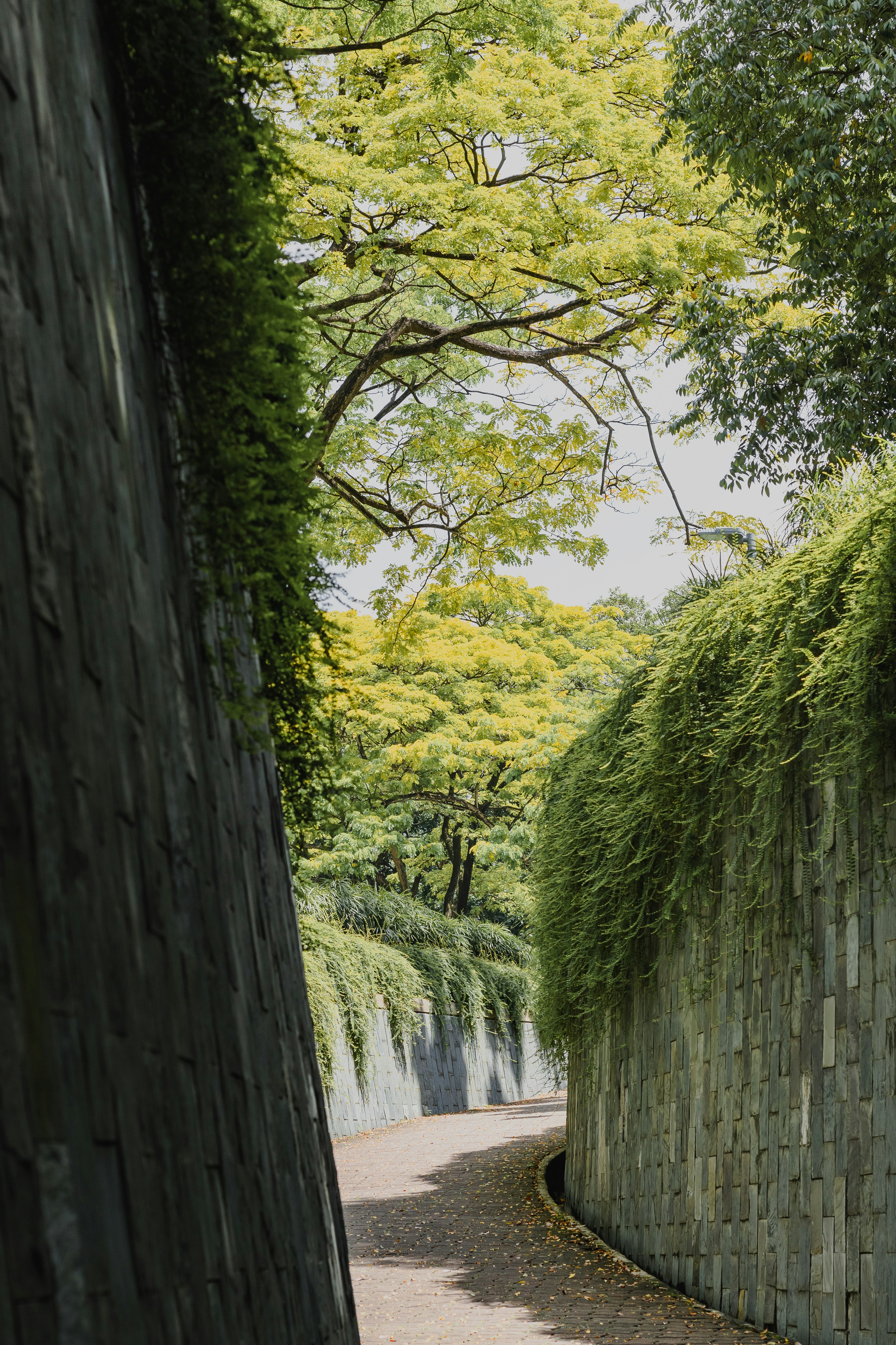 a stone wall with a tree growing over it