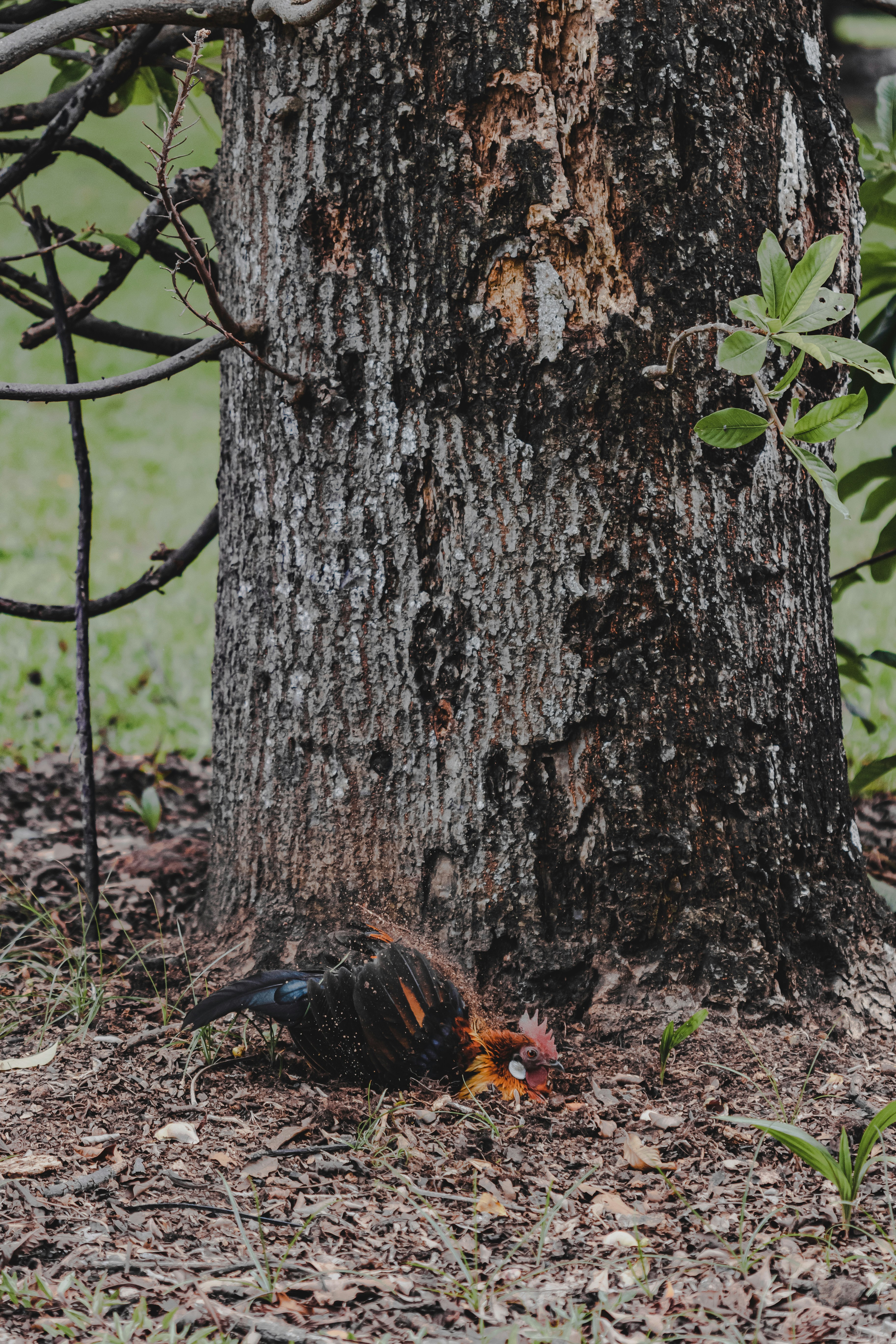 a dead bird sitting on the ground next to a tree