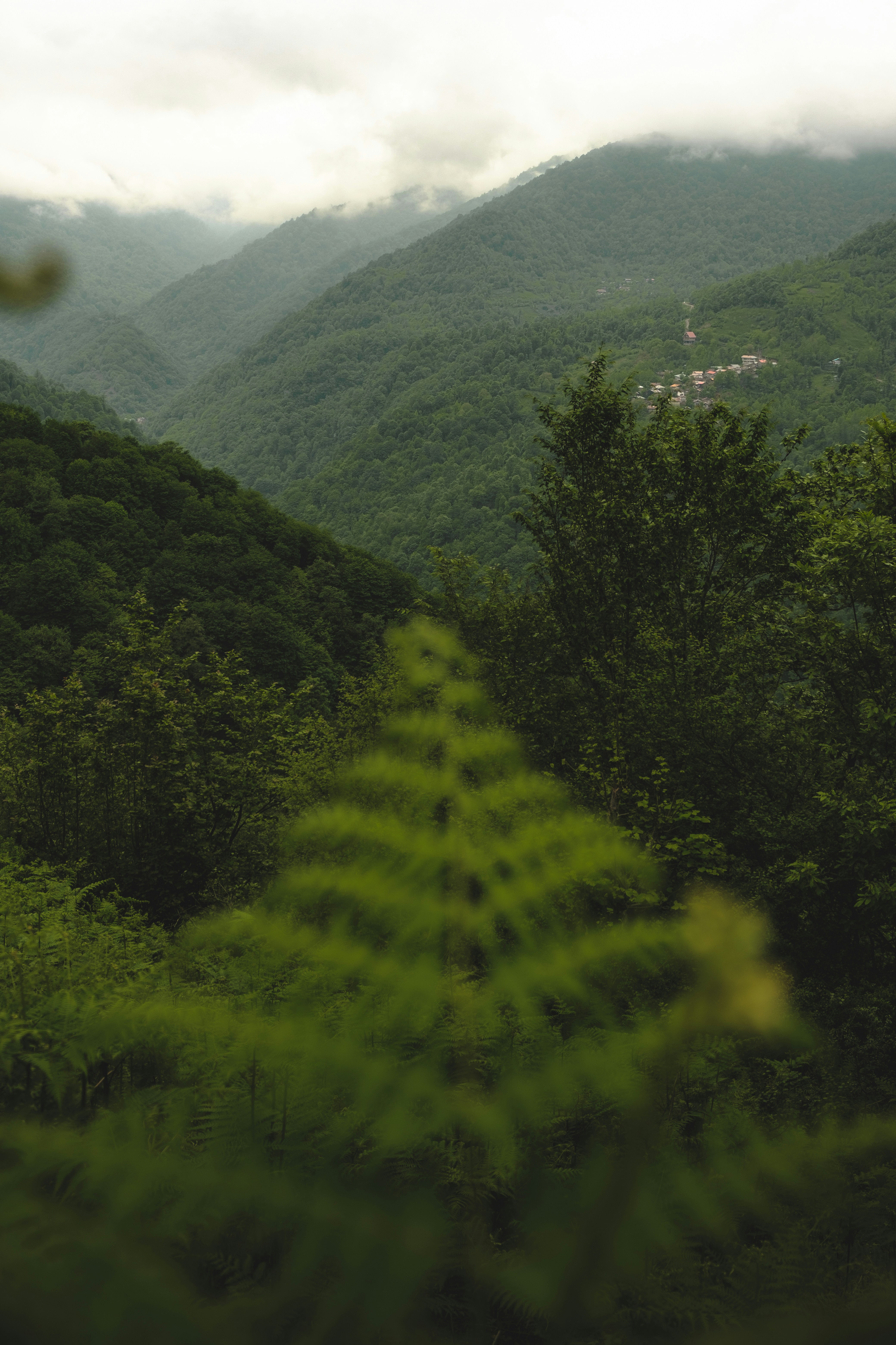 A lush green forest filled with lots of trees photo – Free Gilan ...