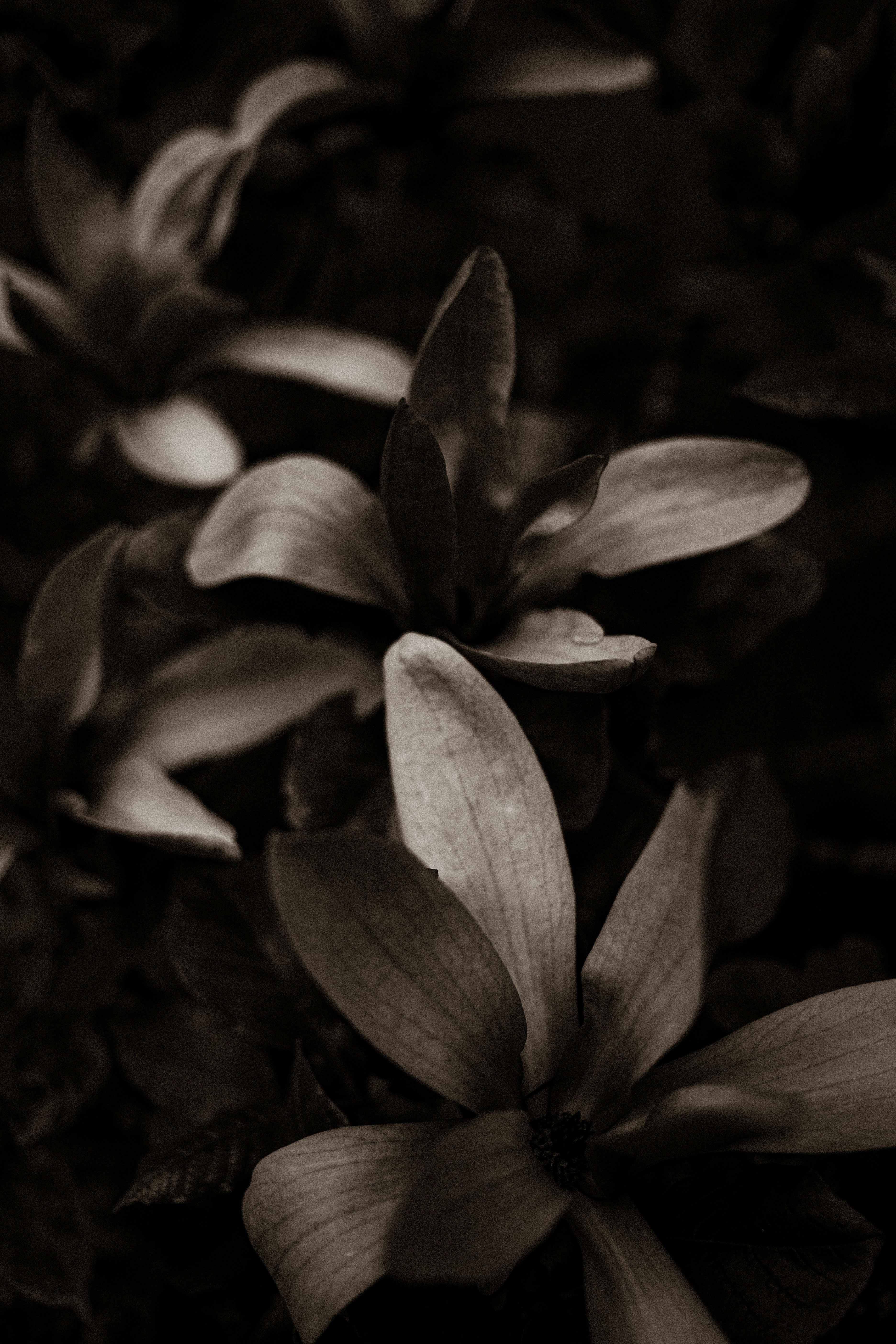 Close-up of delicate flower petals with rich textures and subtle shadows, creating an intimate exploration of botanical beauty.