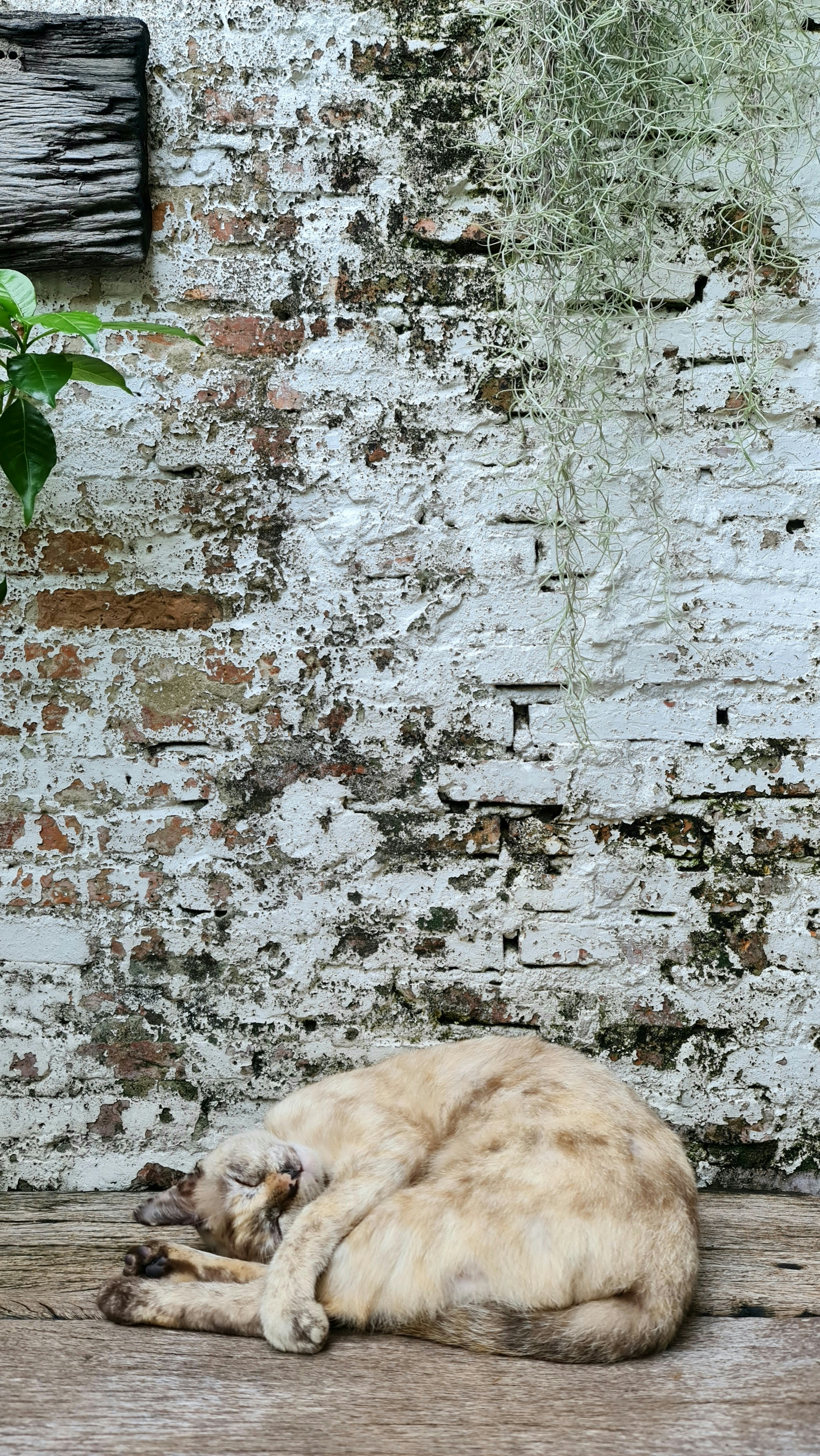 Resting in the Wall Garden: A Sleepy Cat on a Weathered Terrace