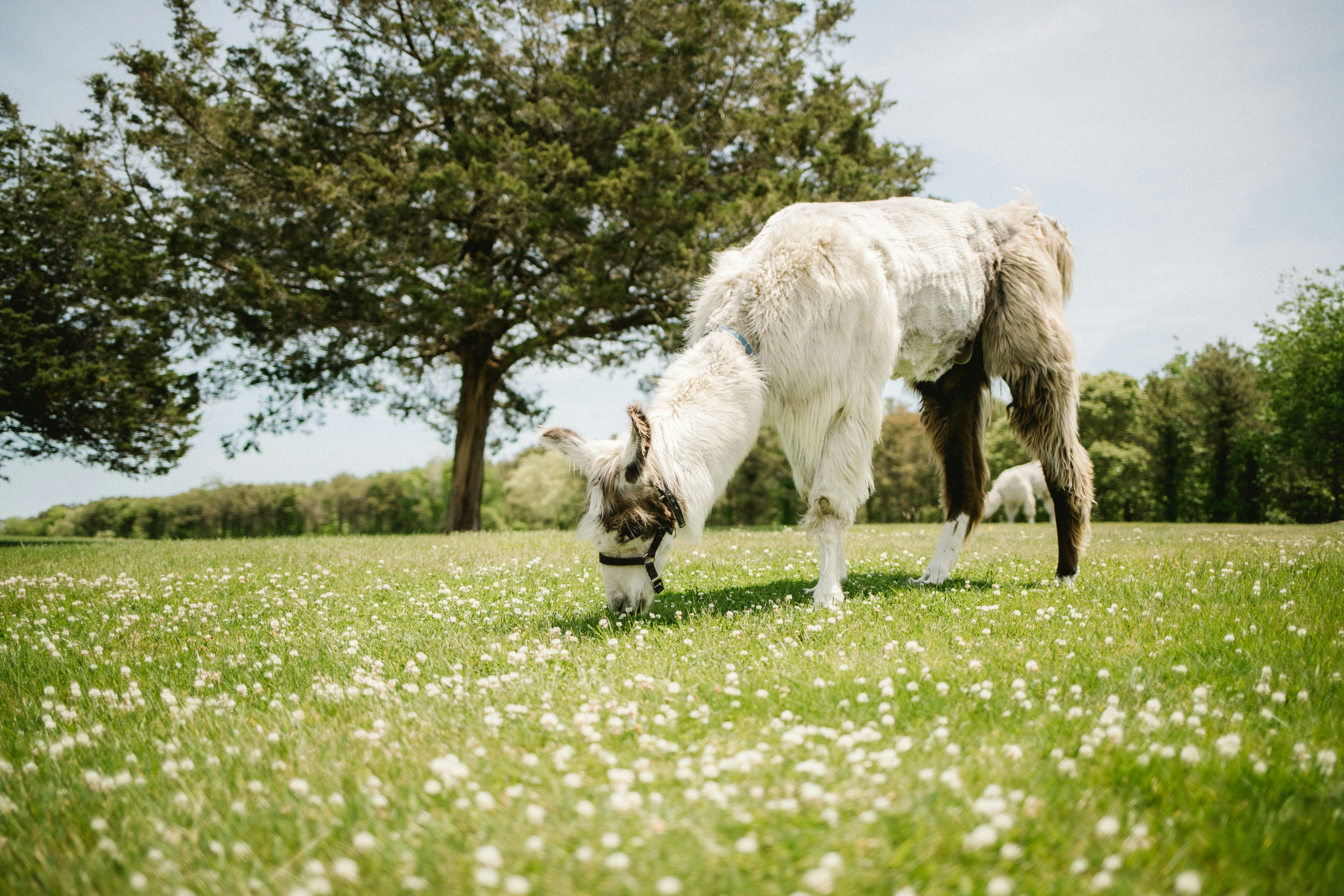 A llama grazes peacefully on a lush green meadow dotted with white clover flowers, framed by trees under a bright sky.