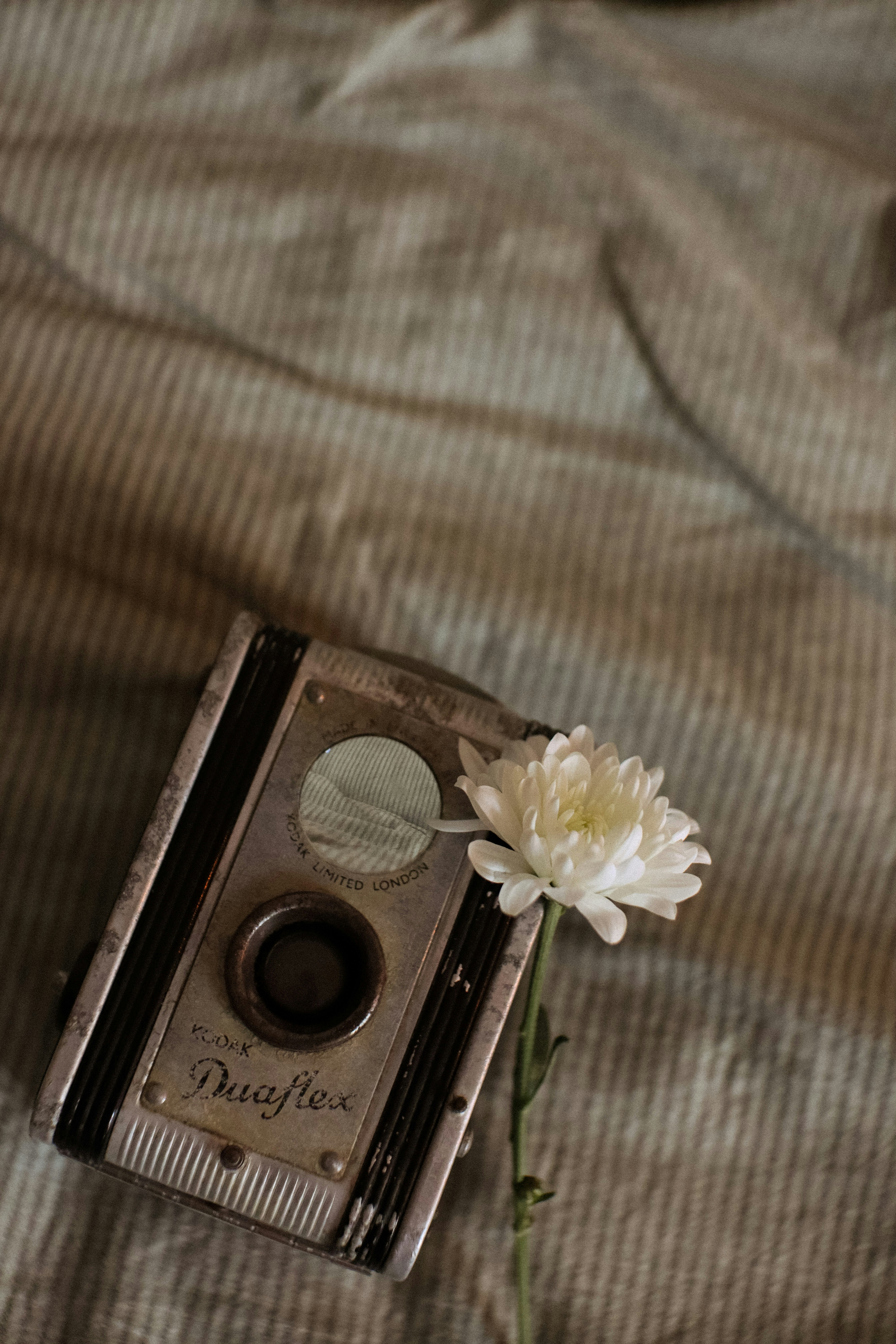 Old Camera and White Chrysanthemum: Quiet Studio Memorabilia